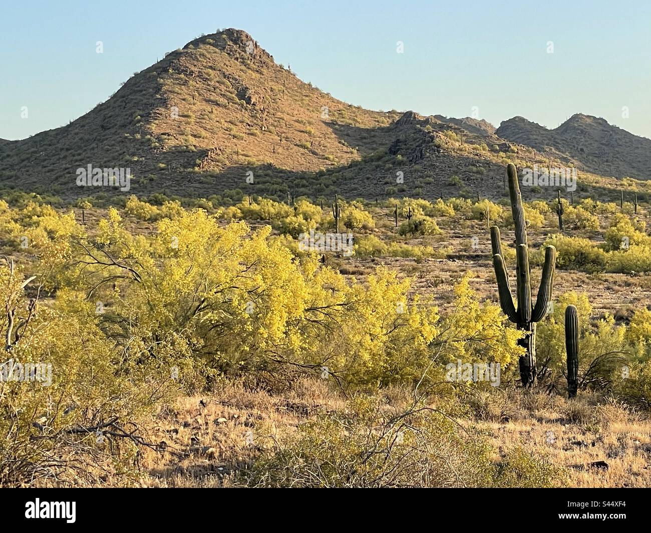 Desert blanketed in Yellow Palo Verde, Saguaro Cacti m, early morning ...