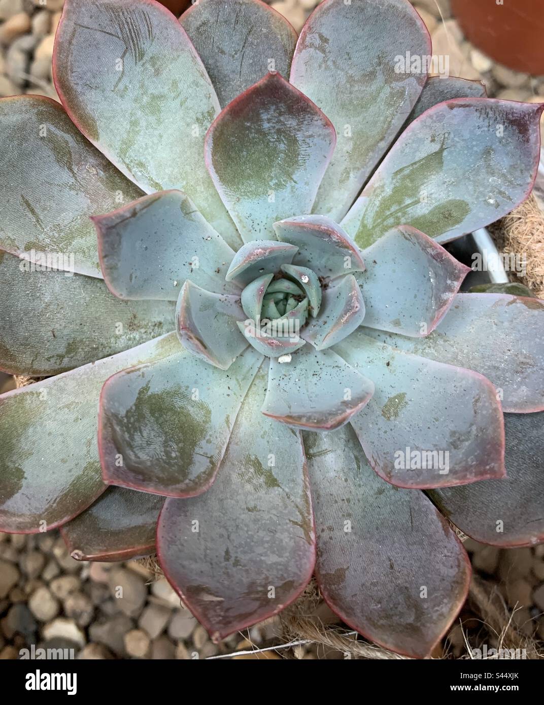 Succulents indoor house plant hi-res stock photography and images - Alamy