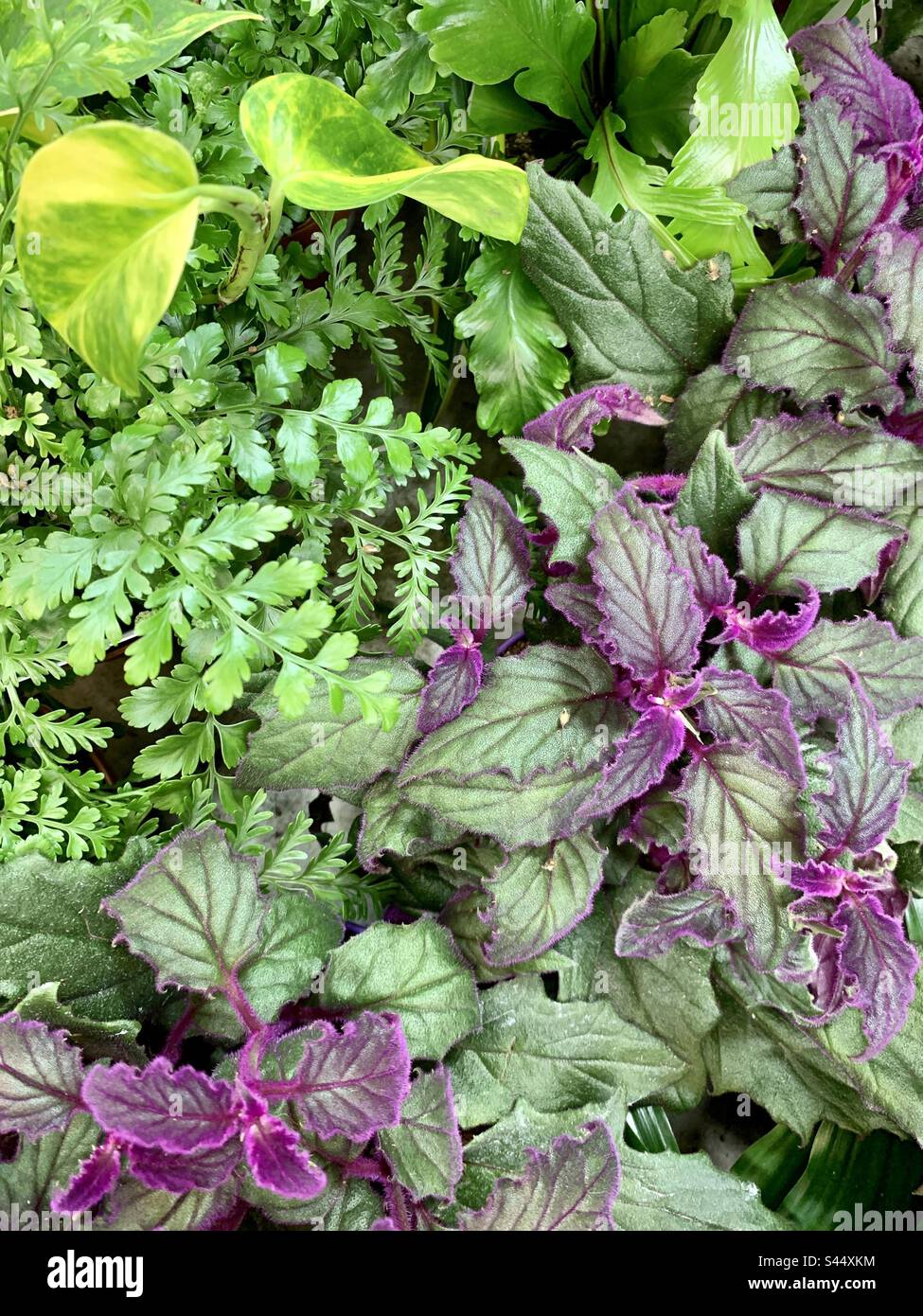 Mixed foliage background photo with purple leaves and ferns Stock Photo ...