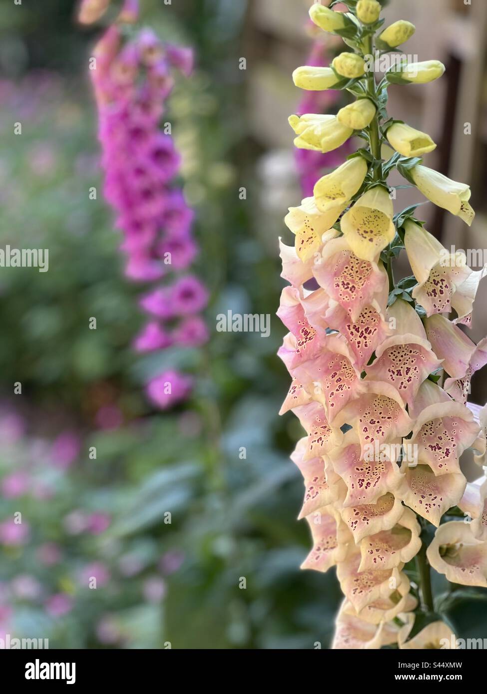 Pink and yellow foxgloves against a green background Stock Photo - Alamy