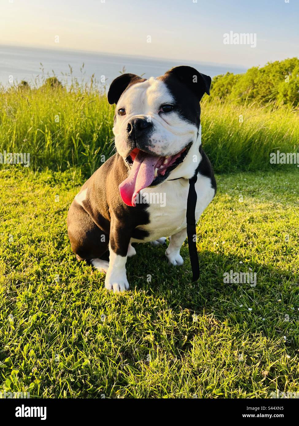 Smiling bulldog hi-res stock photography and images - Alamy