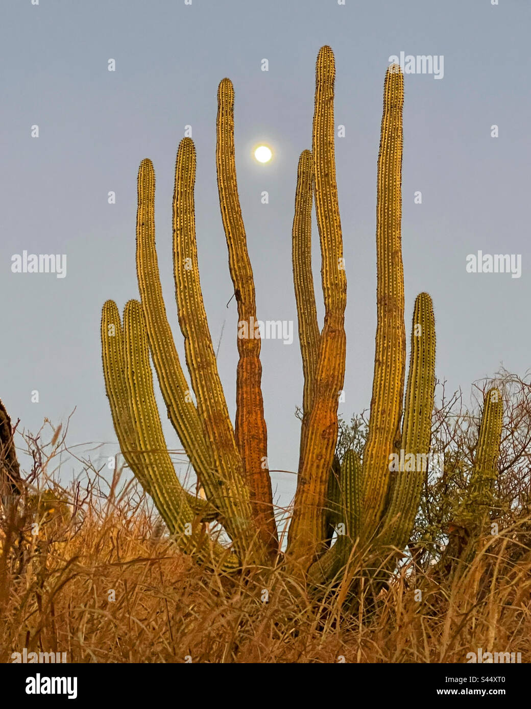 Moon desert hi-res stock photography and images - Alamy