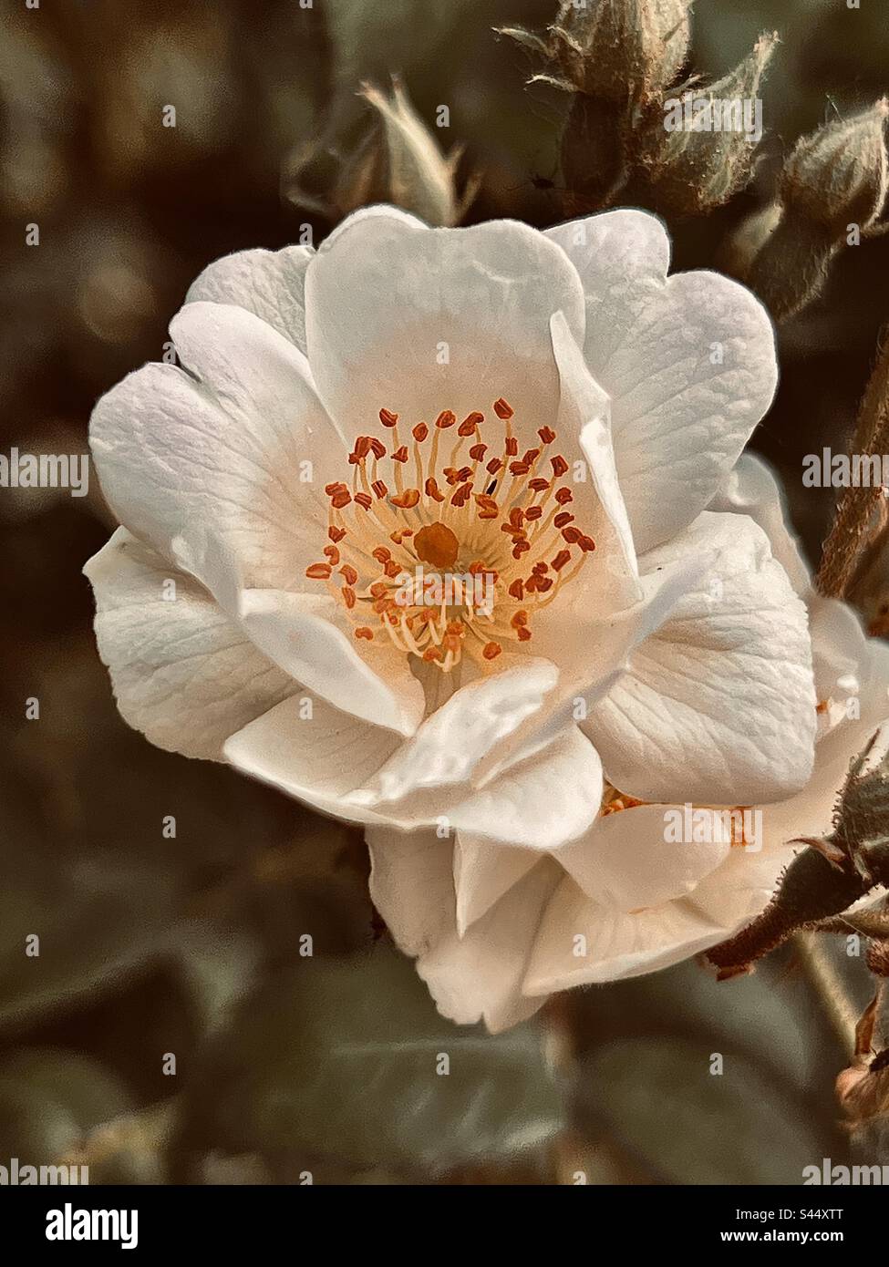 Rose rambling rector hi-res stock photography and images - Alamy