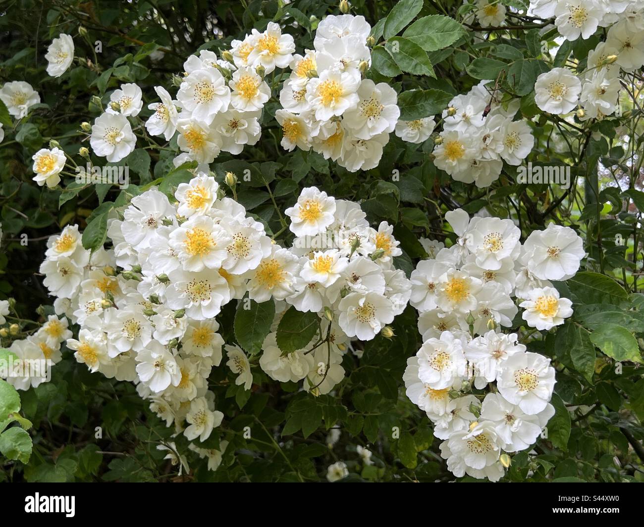 White rambling climbing rose roses hi-res stock photography and images ...