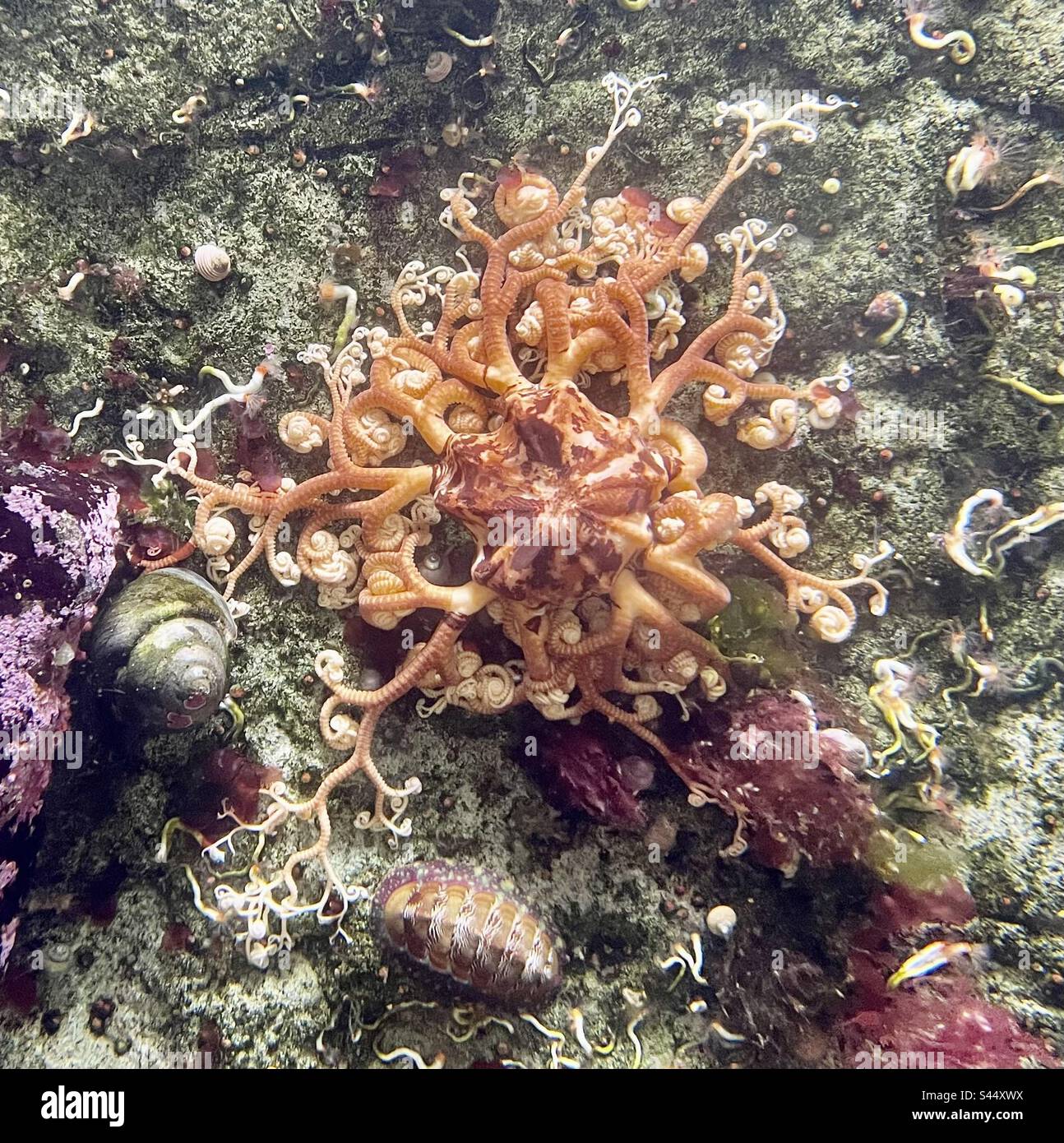 Basket starfish hi-res stock photography and images - Alamy