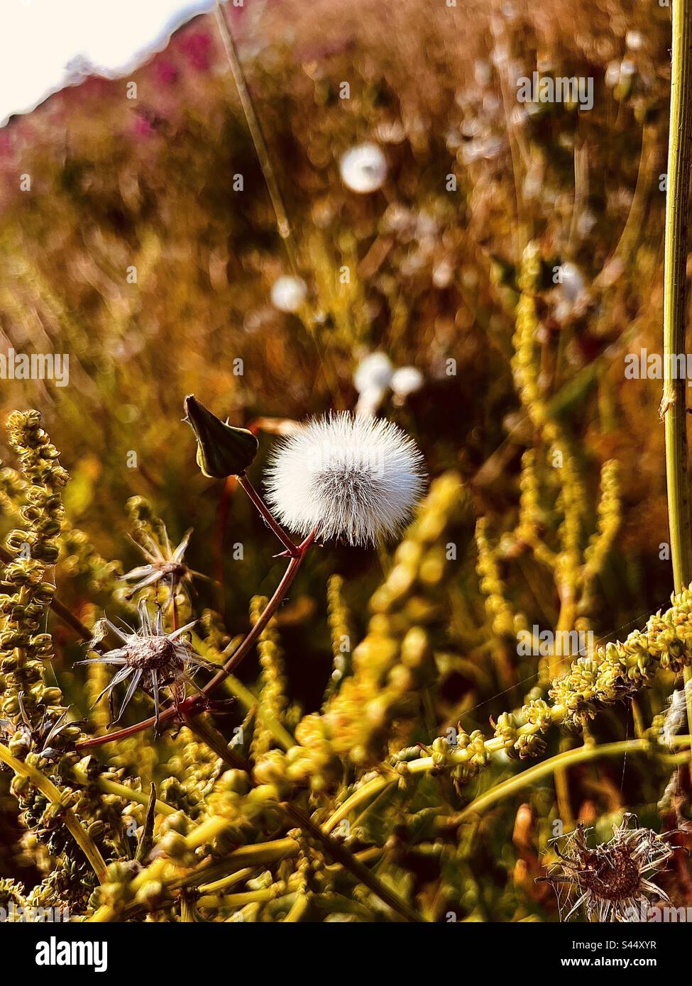 Summer seed heads Stock Photo - Alamy