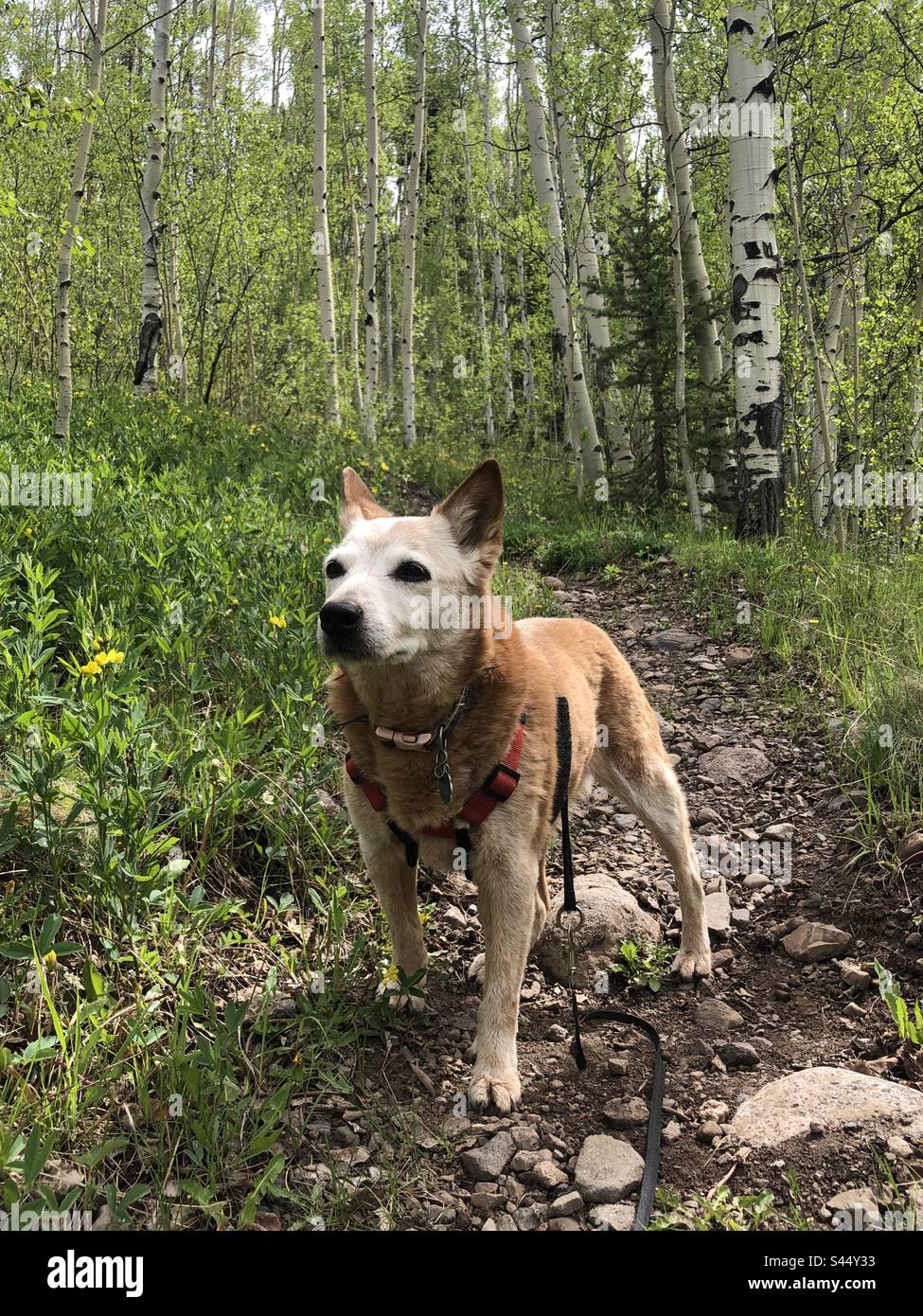 Dog on hiking trail Stock Photo - Alamy