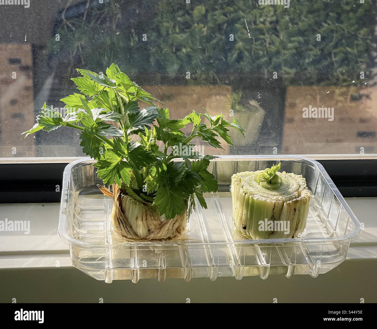 Regrowing vegetables from scraps. Celery leaves regrow from base of ...