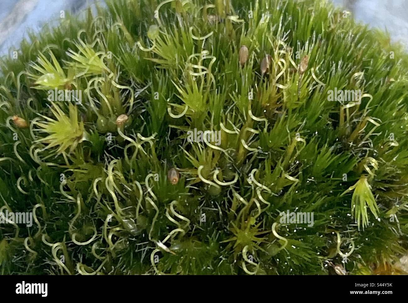 Moss with flowers hi-res stock photography and images - Alamy