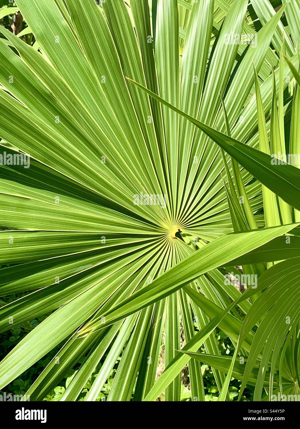 Green spiked leaves, Tulum, Yucatan Peninsula, Mexico Stock Photo - Alamy