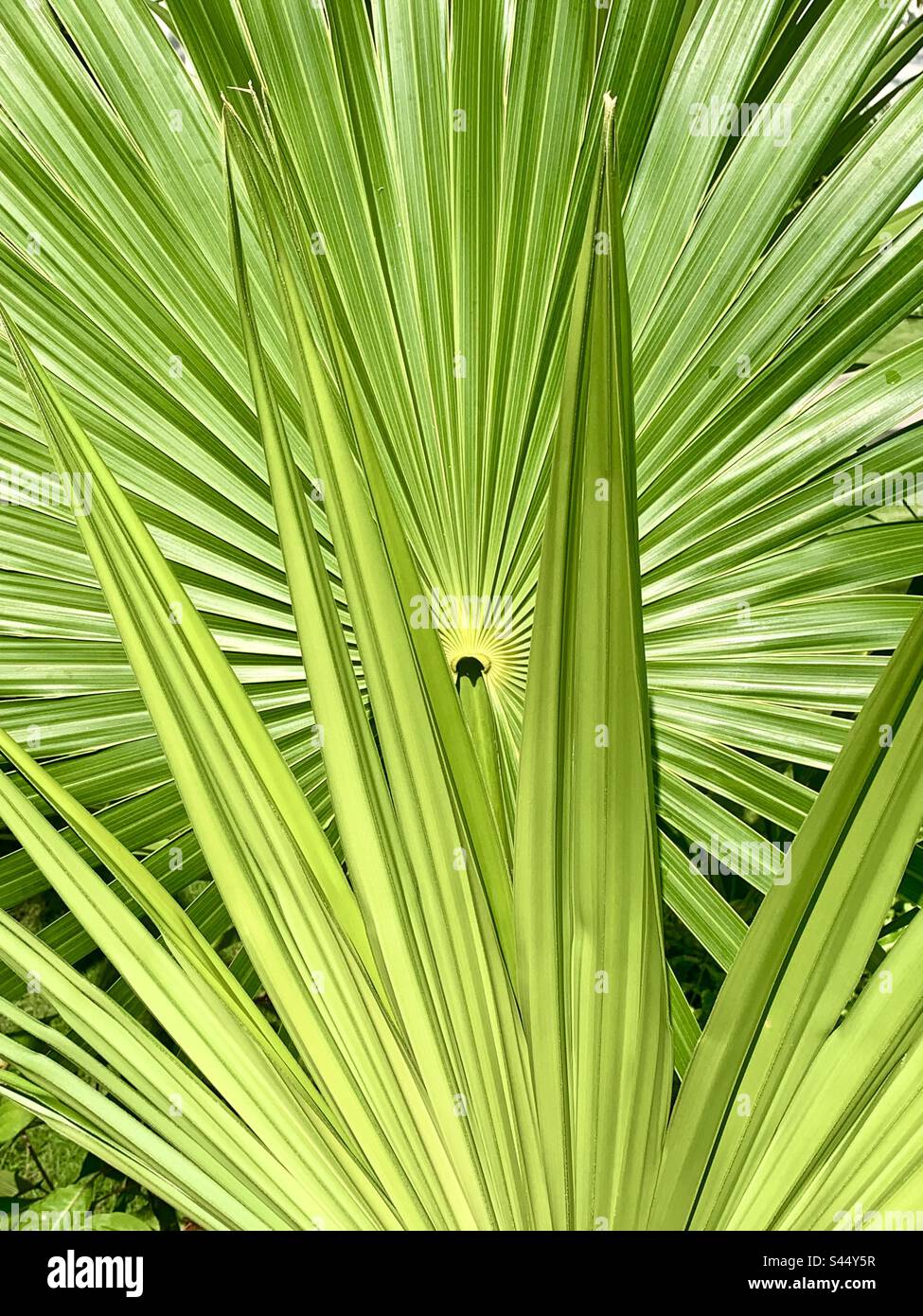 Green spiked leaves, Tulum, Yucatan Peninsula, Mexico Stock Photo - Alamy