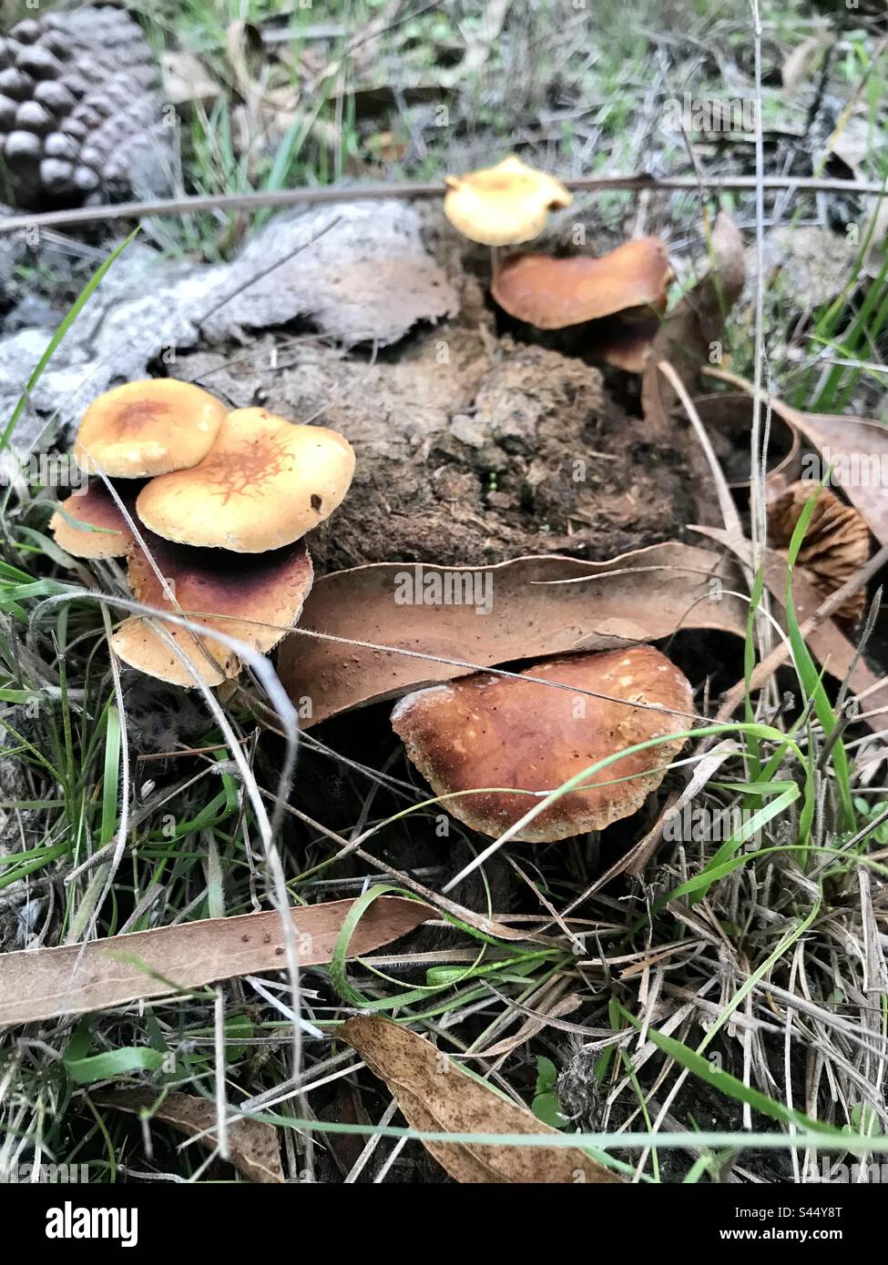 Hongos hi-res stock photography and images - Alamy