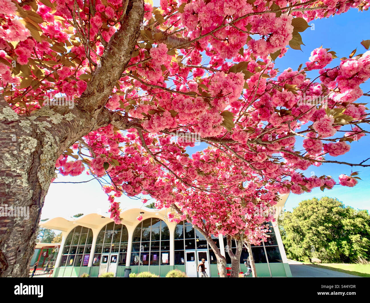 The wild type of pink Sakura in full bloom as the foreground to the ...