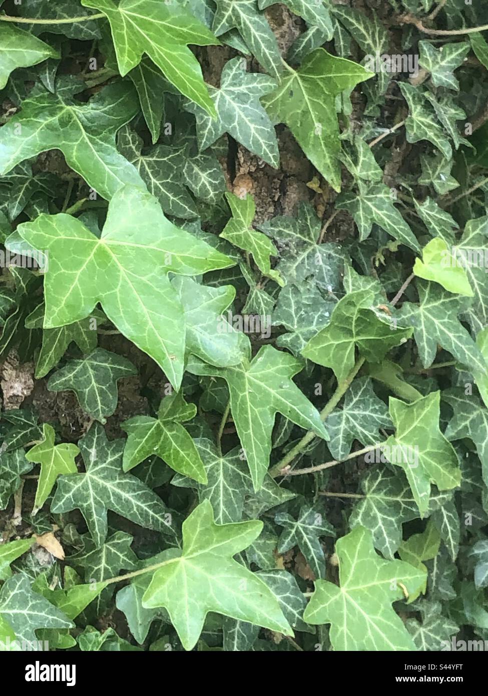 Green ivy covered wall hi-res stock photography and images - Alamy