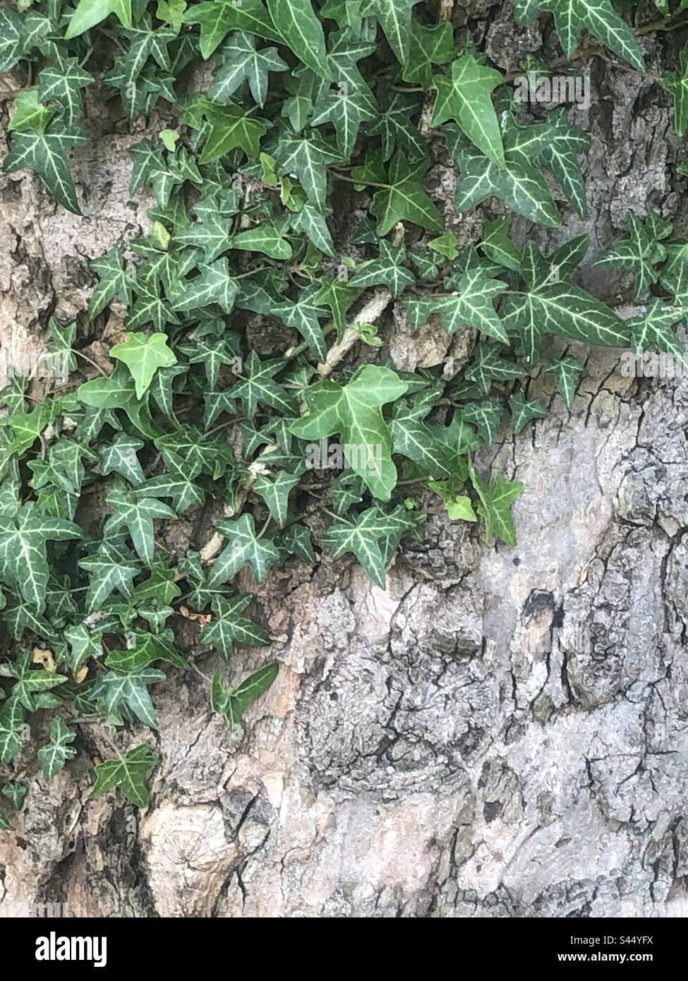 Green trailing ivy hi-res stock photography and images - Alamy