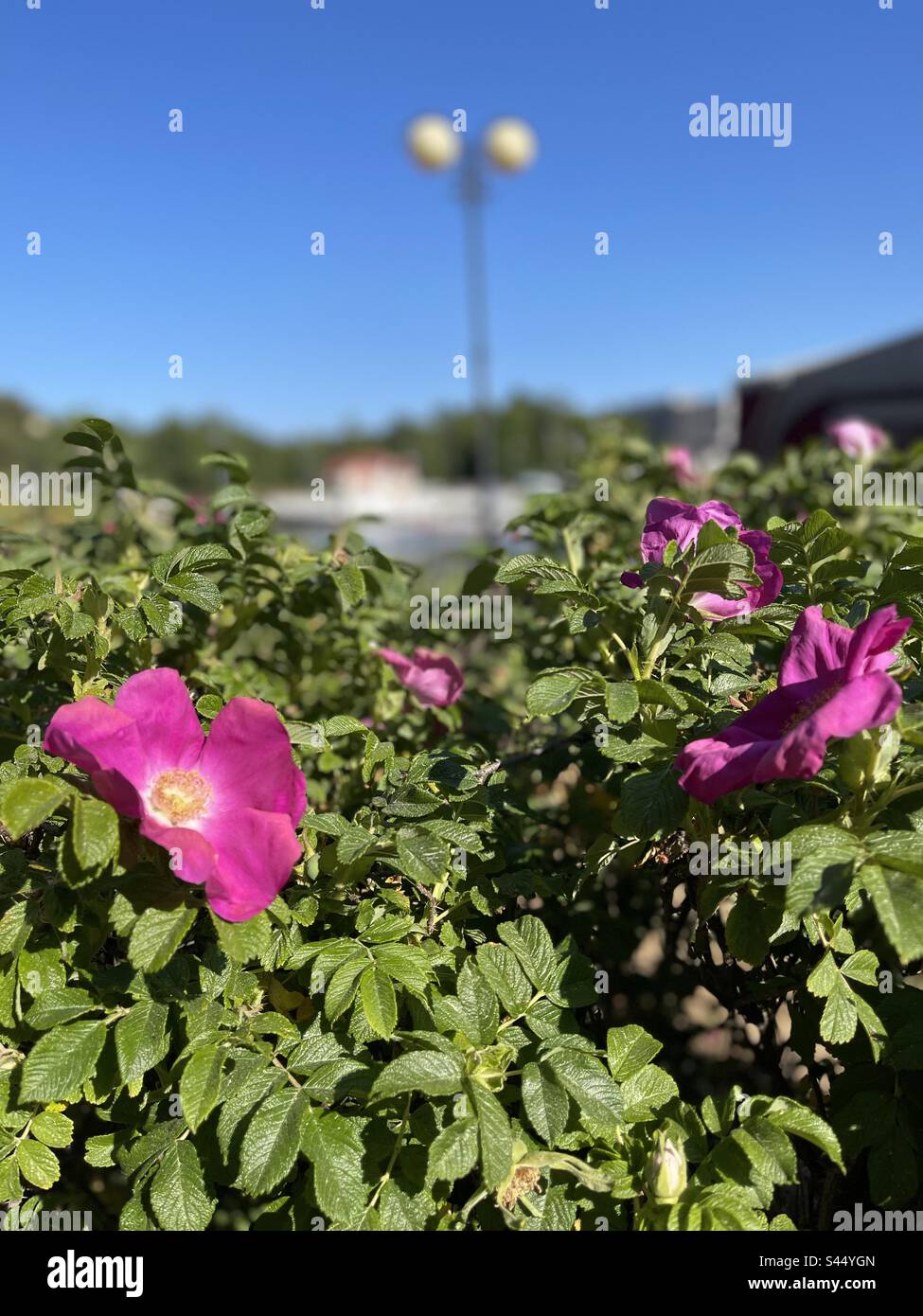 Picture of flowers hi-res stock photography and images - Alamy