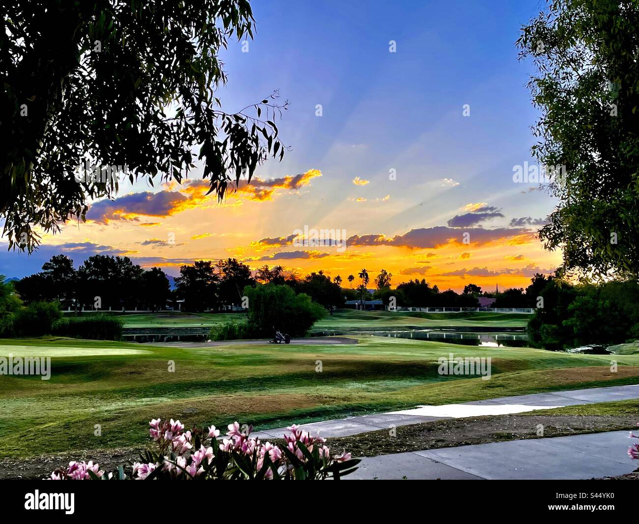 Eucalyptus trees framing hi-res stock photography and images - Alamy