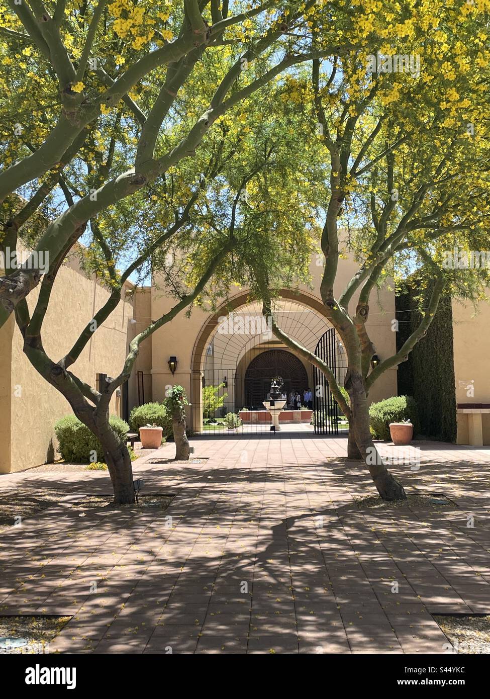 View of Fountain, church courtyard, framed by arching Palo Verde ...