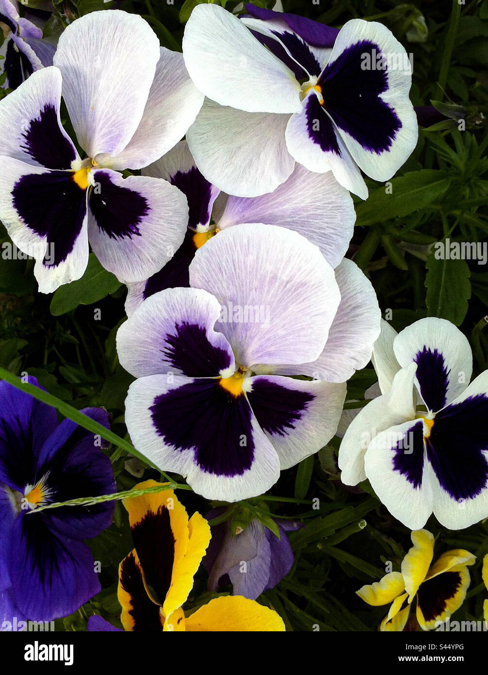White pansies hi-res stock photography and images - Alamy