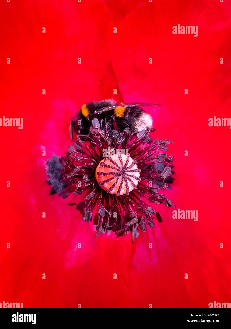 Bee pollinating poppy Stock Photo - Alamy