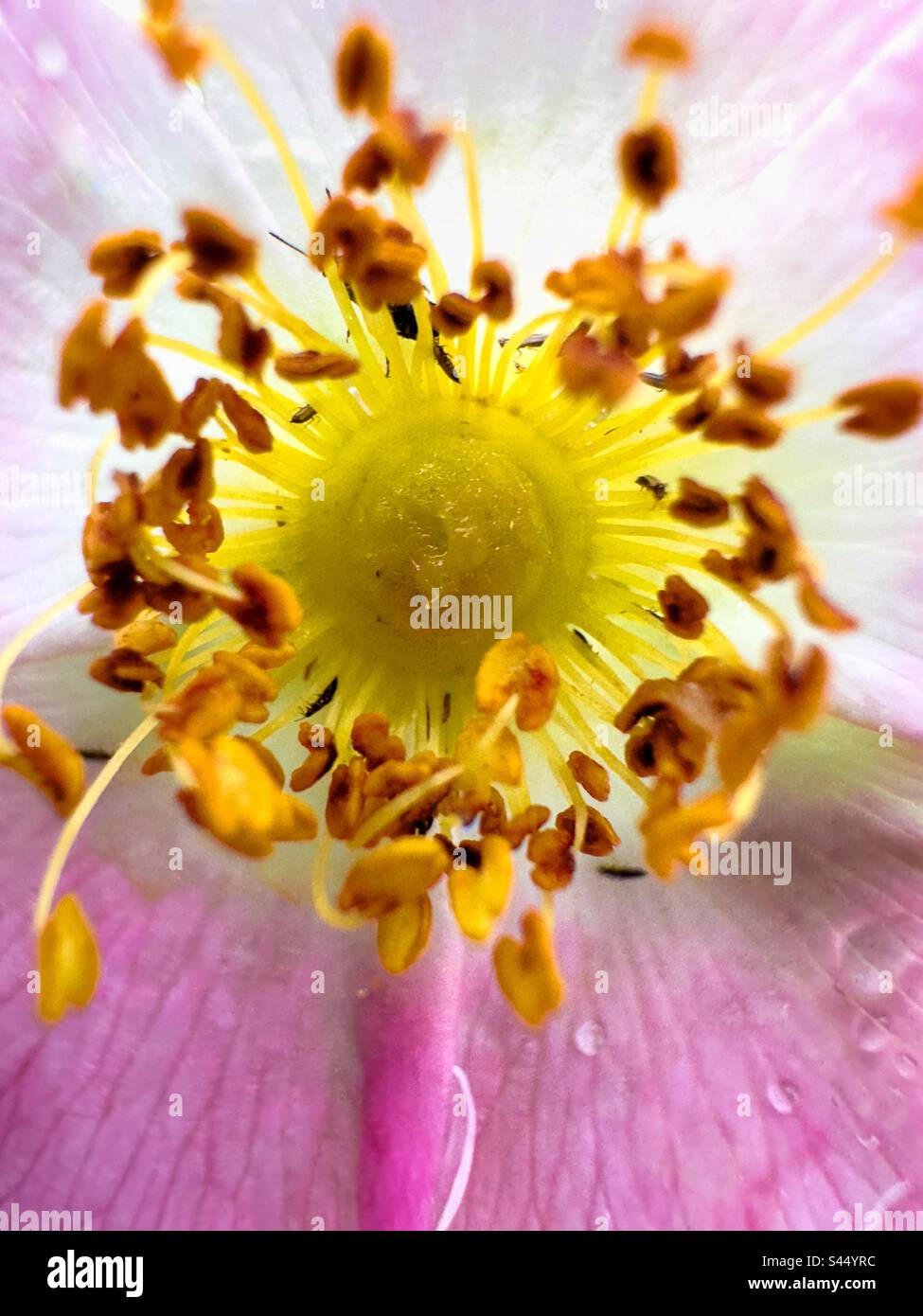Centre of a flower Stock Photo - Alamy