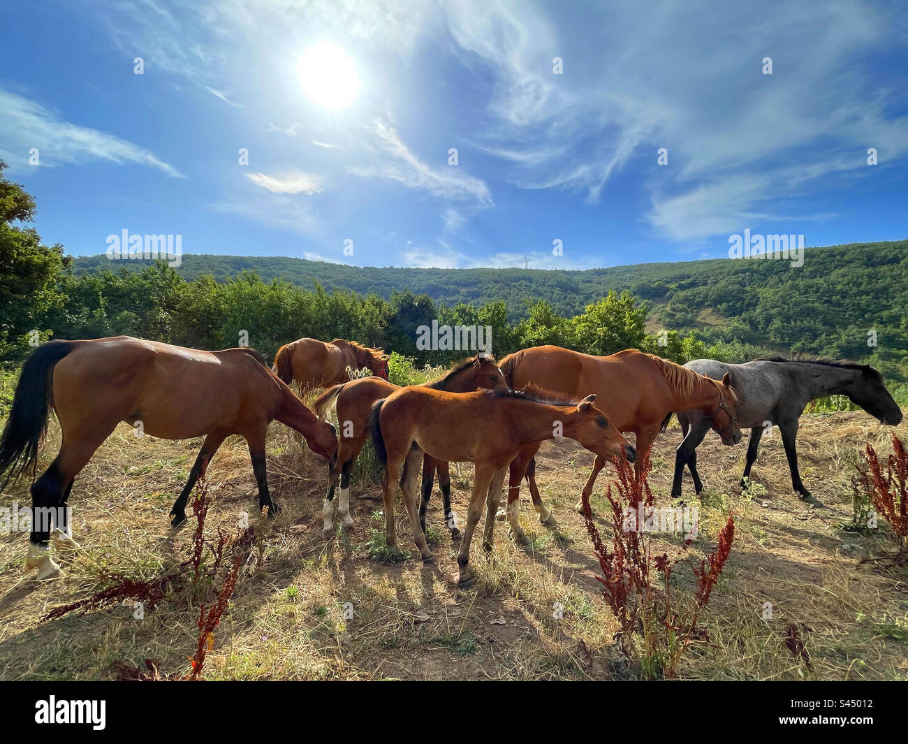 Manada equina hi-res stock photography and images - Alamy