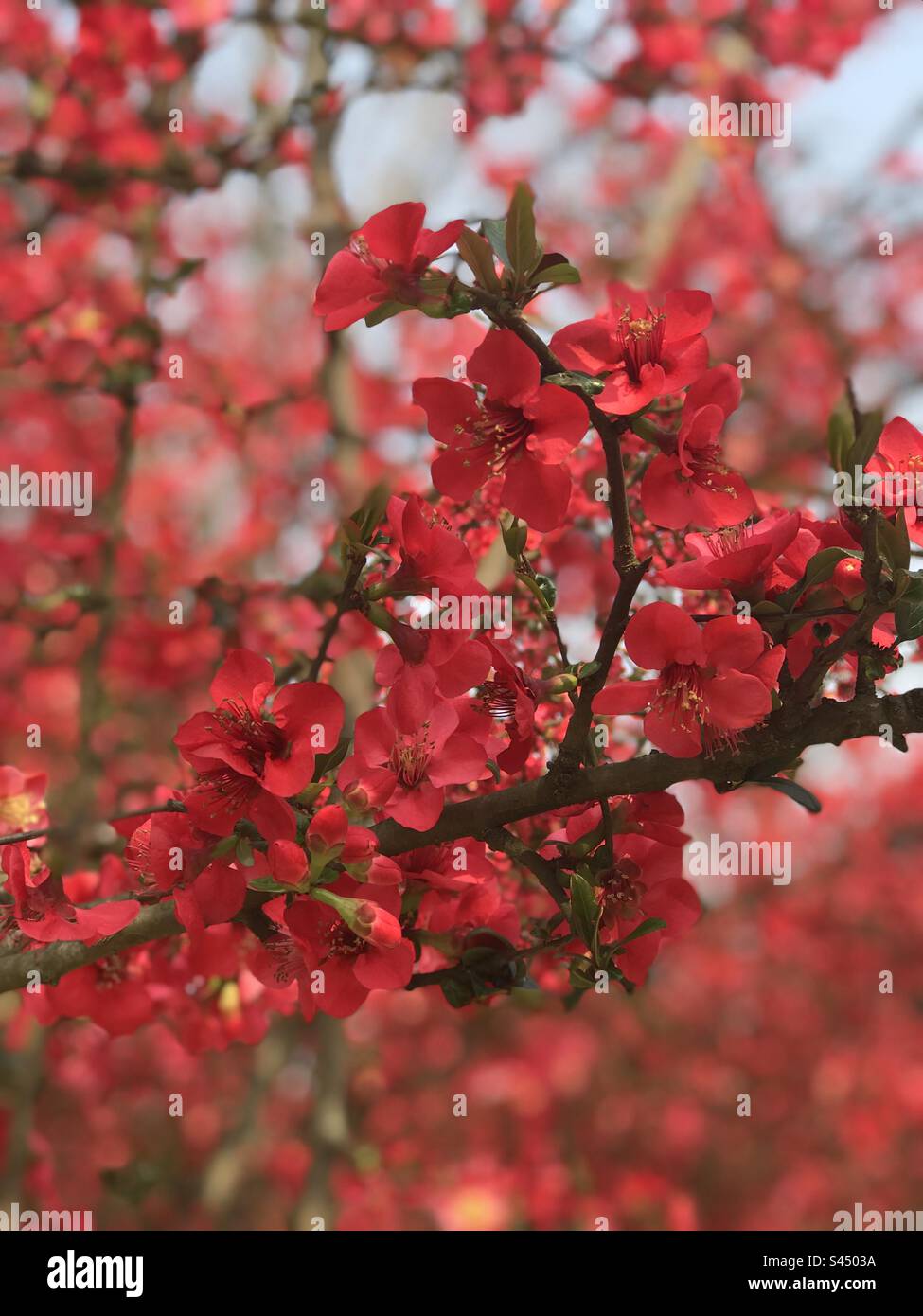 Red cherry blossom hi-res stock photography and images - Alamy