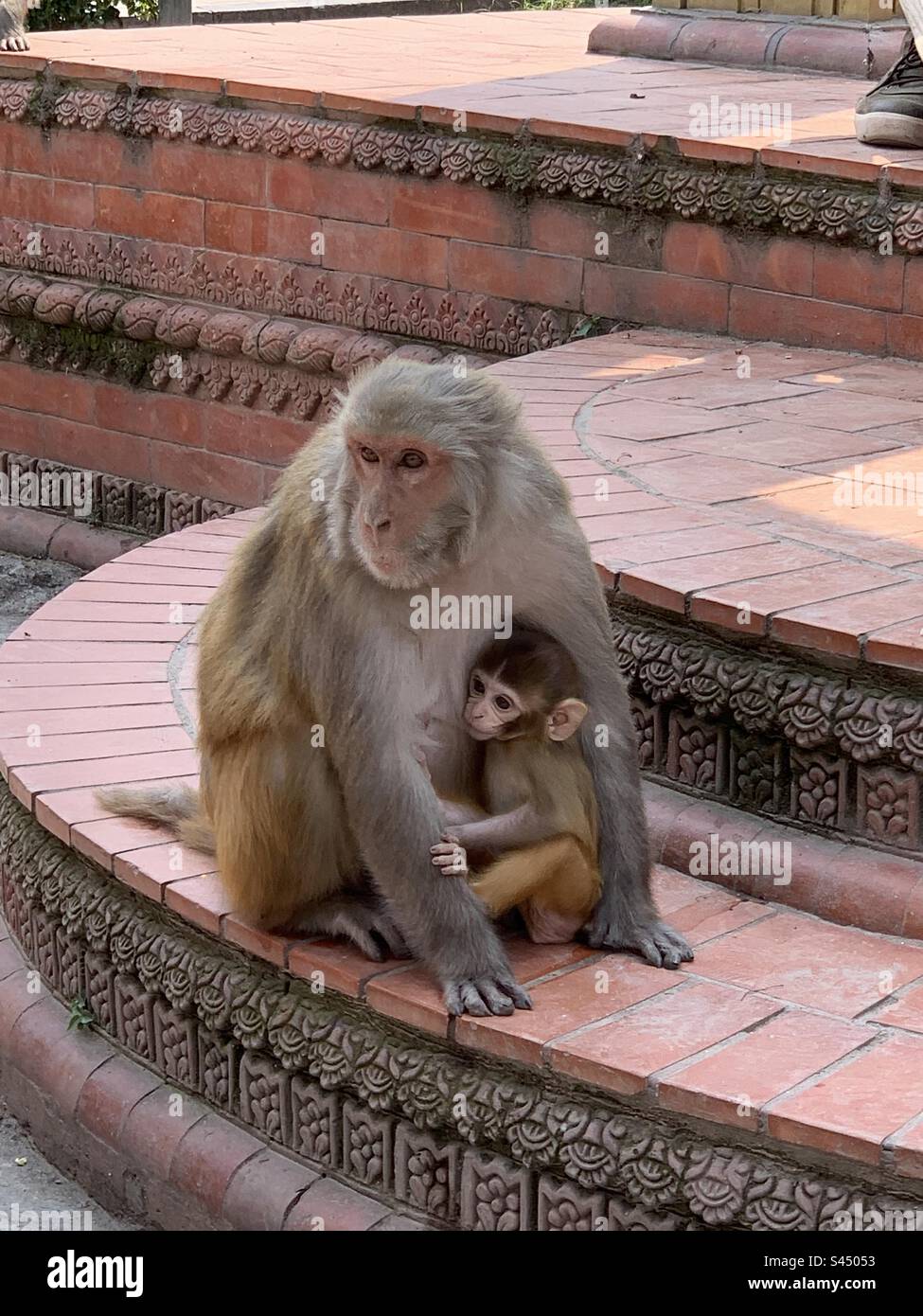 A mother monkey and a baby monkey cuddling at a temple in Nepal Stock ...