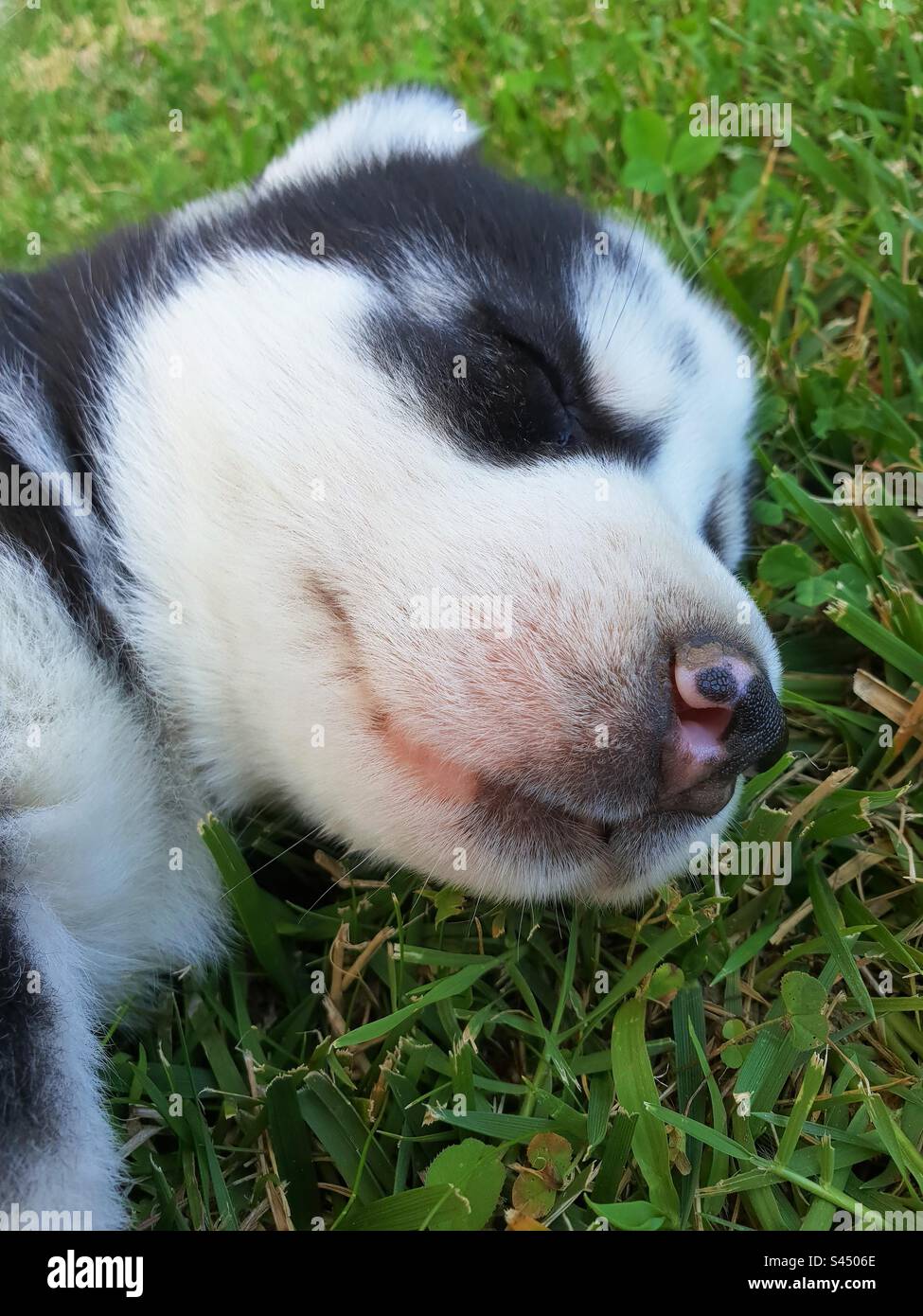 Baby Husky Sleeping
