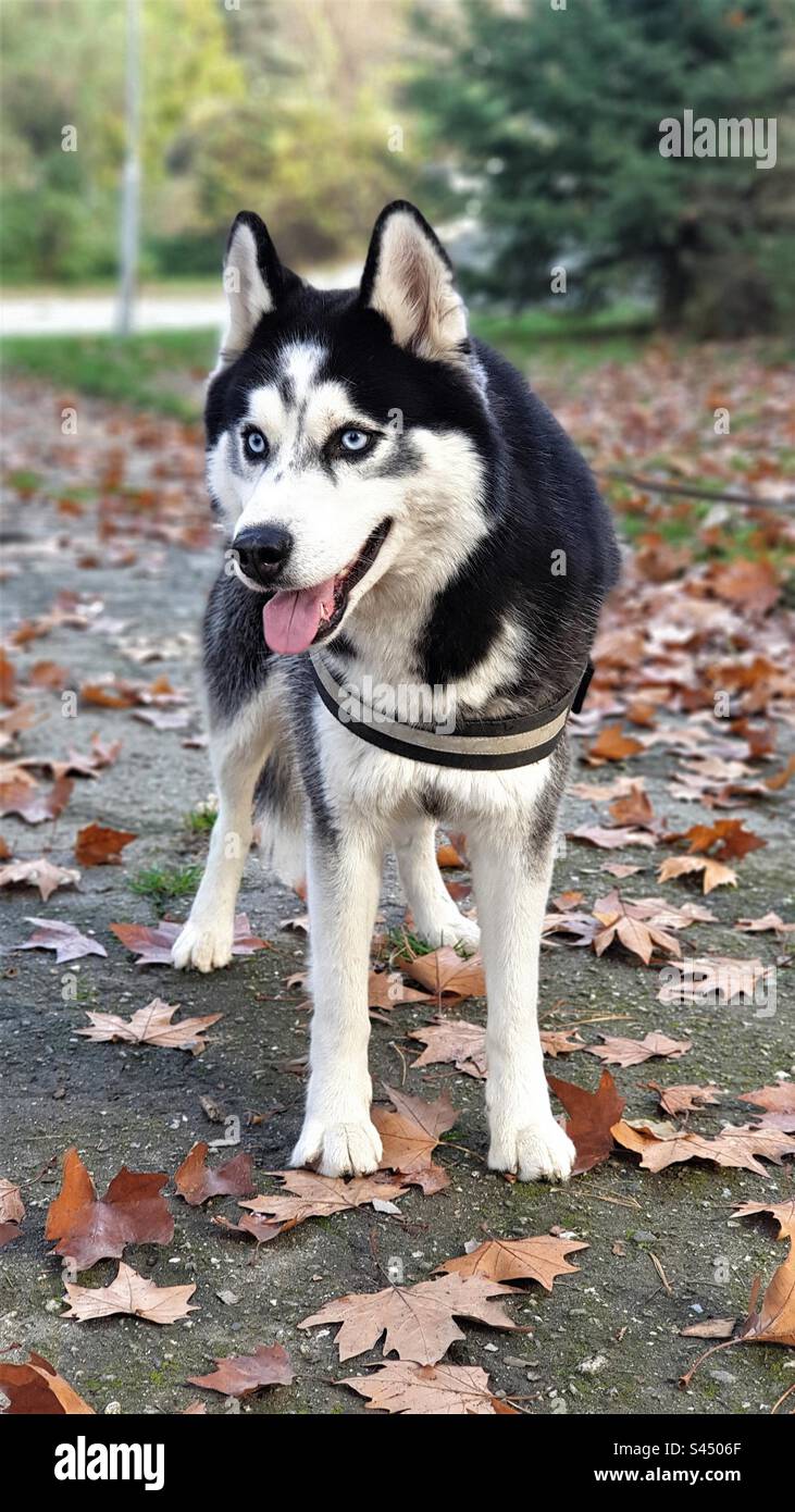 Beautiful husky outside in nature. Husky with tongue out. White and ...