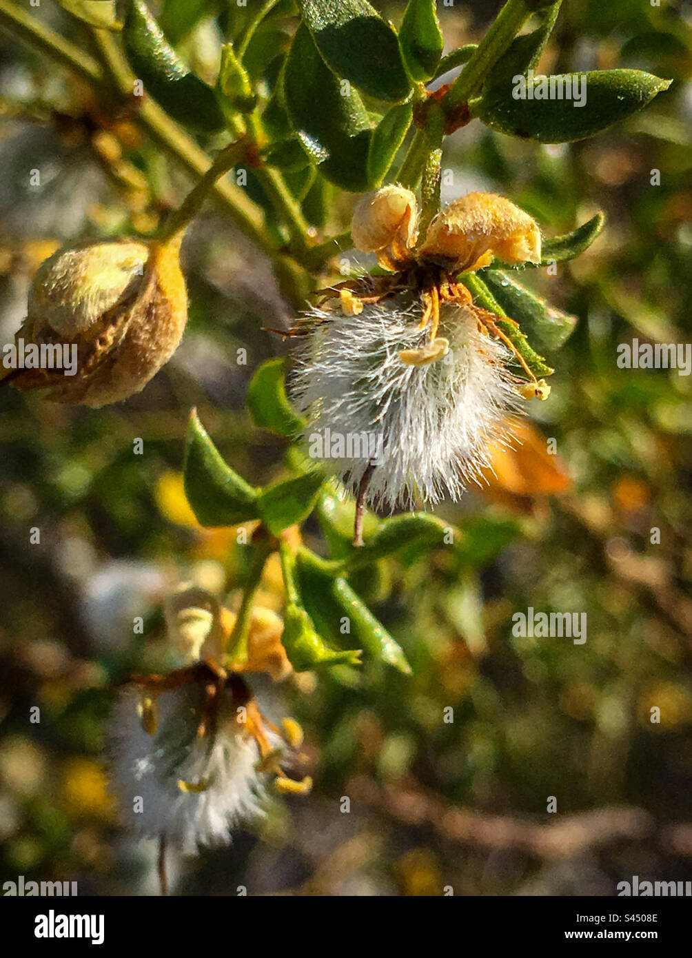 Indians used the buds hi-res stock photography and images - Alamy