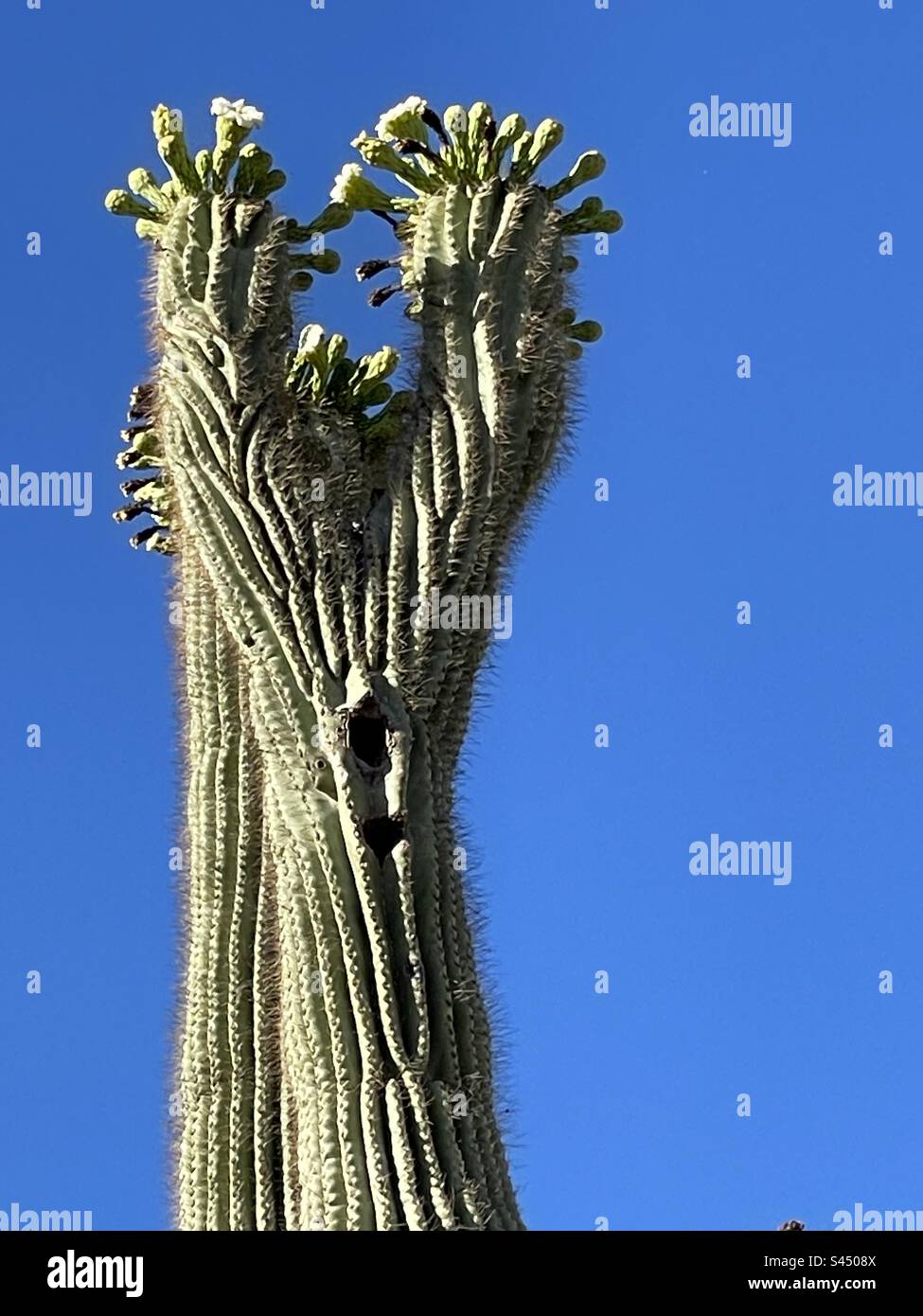 Closeup of Cristate Saguaro in bloom, rabbit ears crested saguaro ...