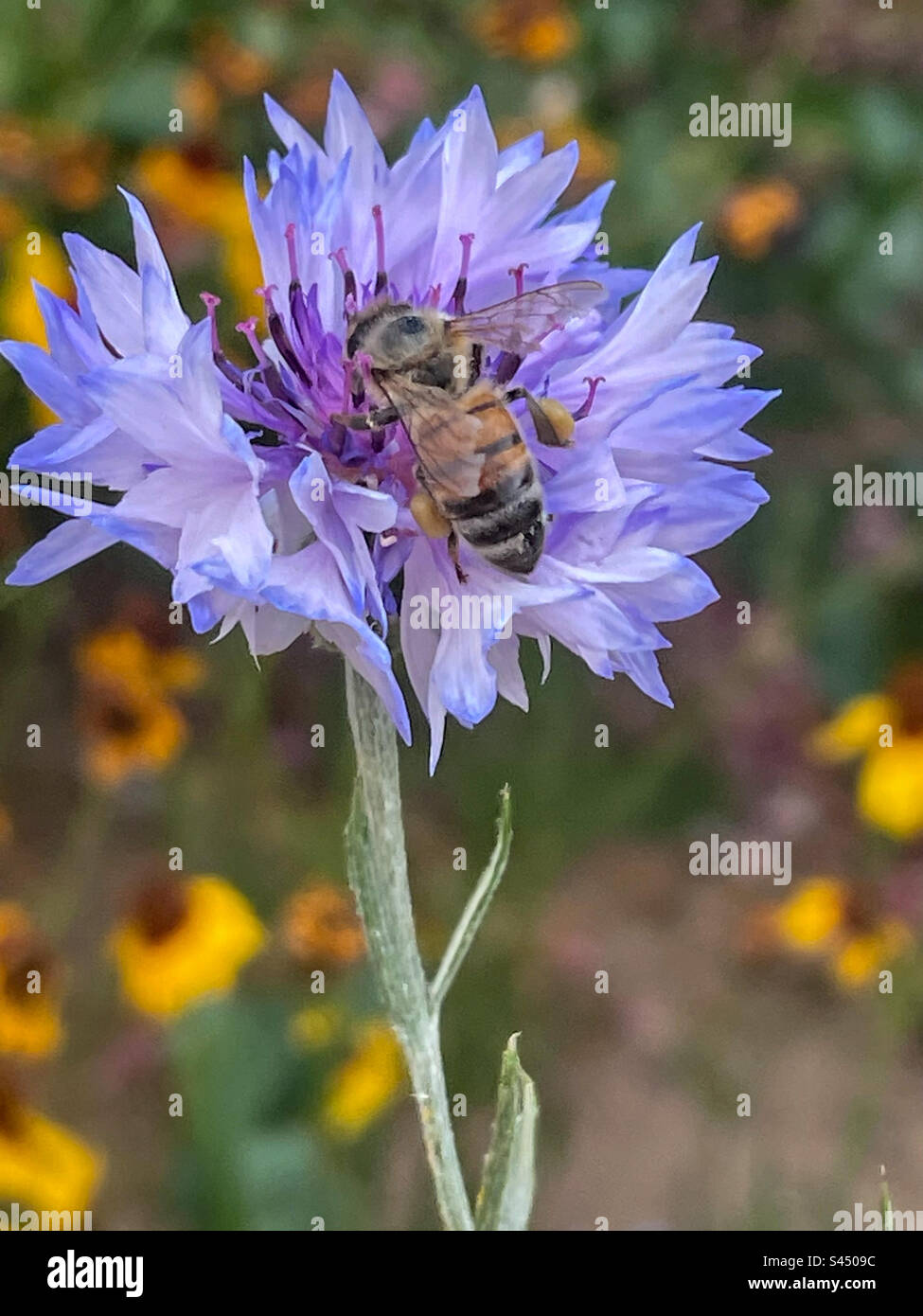Bee on cornflower Stock Photo - Alamy