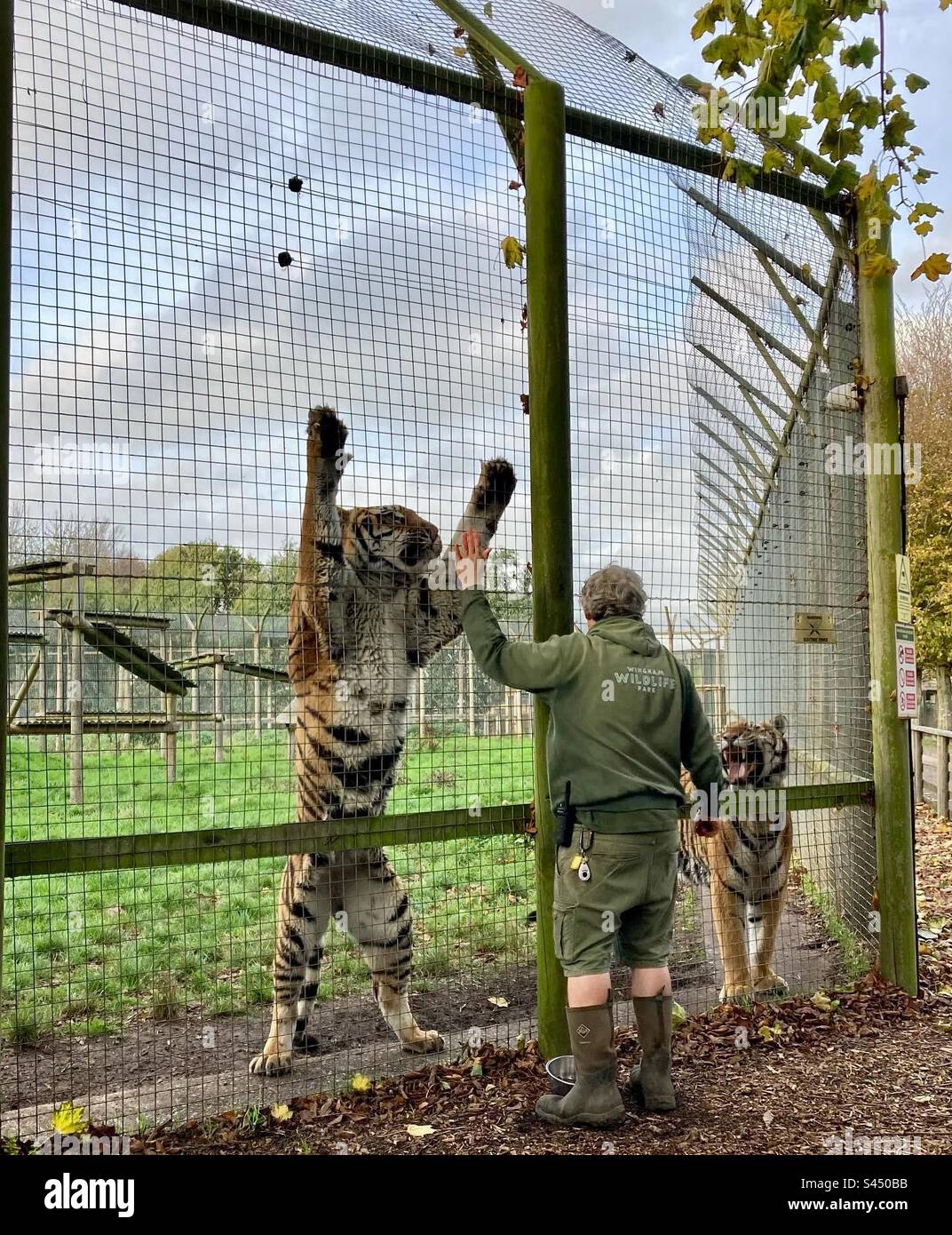 Feeding tigers and zoo hi-res stock photography and images - Alamy