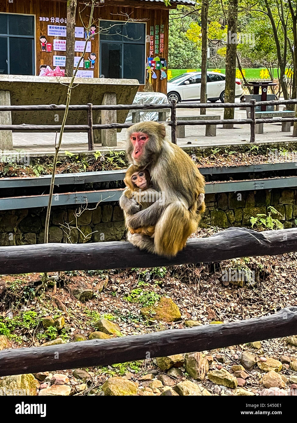 Mommy and baby monkey Stock Photo - Alamy