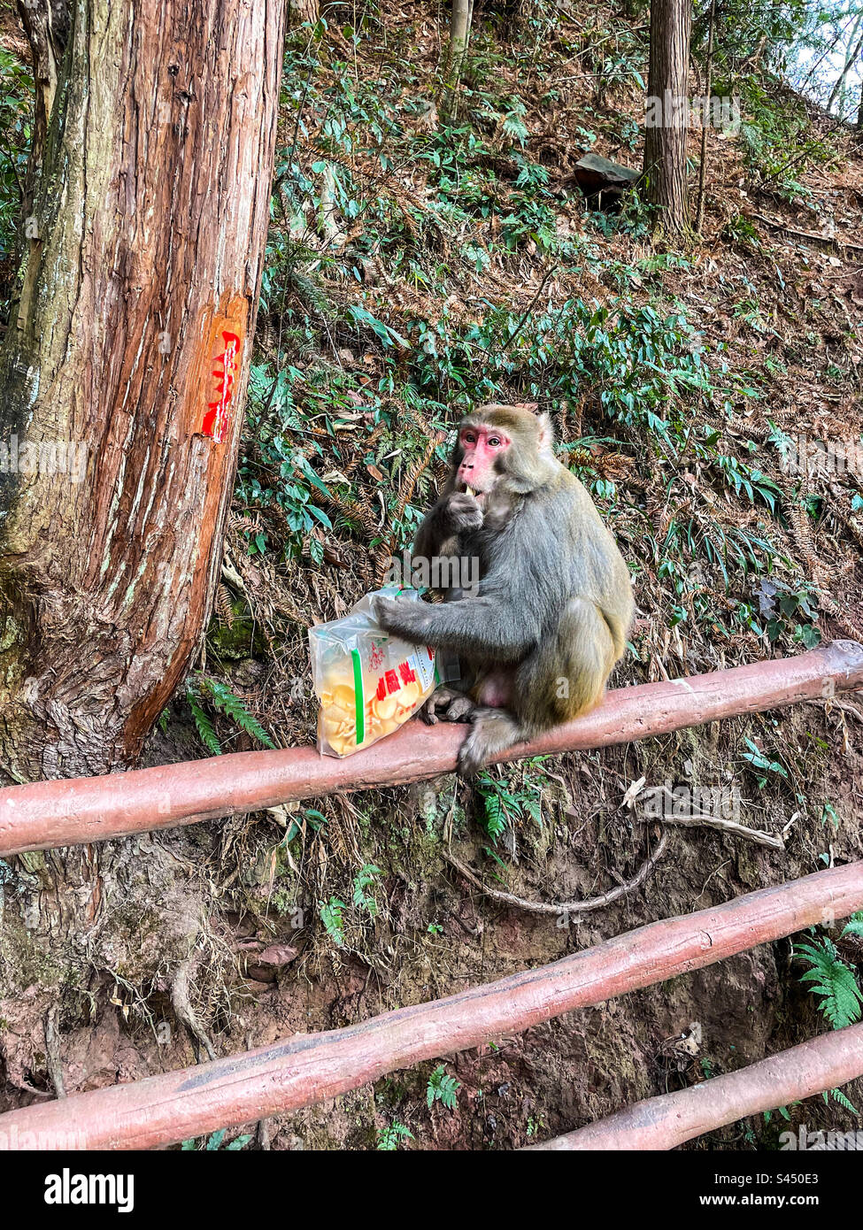 Mountain monkey stole a bag of crisp Stock Photo - Alamy
