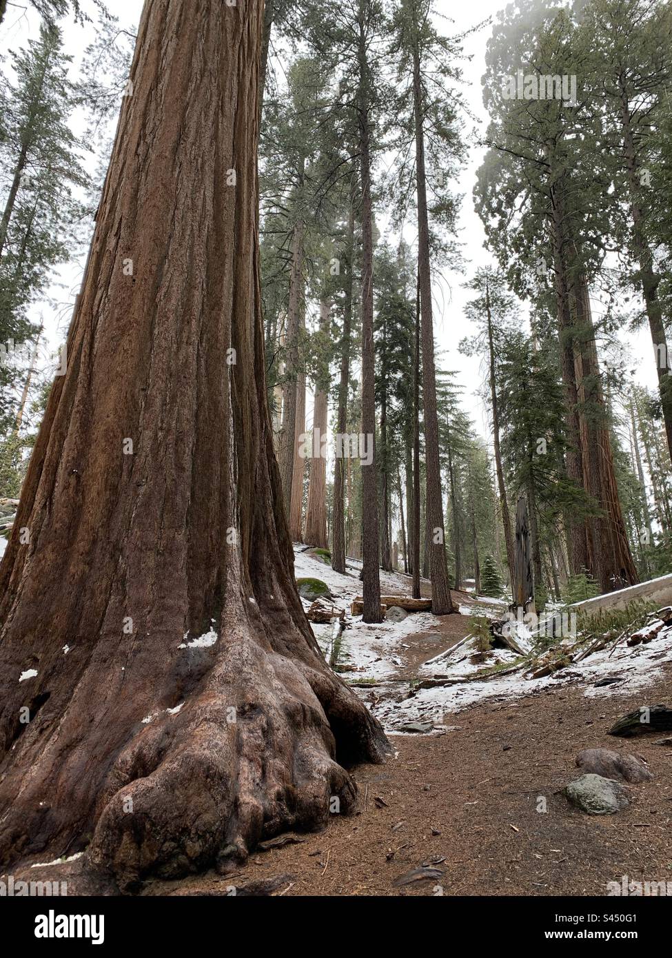 Beautiful sequoia hi-res stock photography and images - Alamy