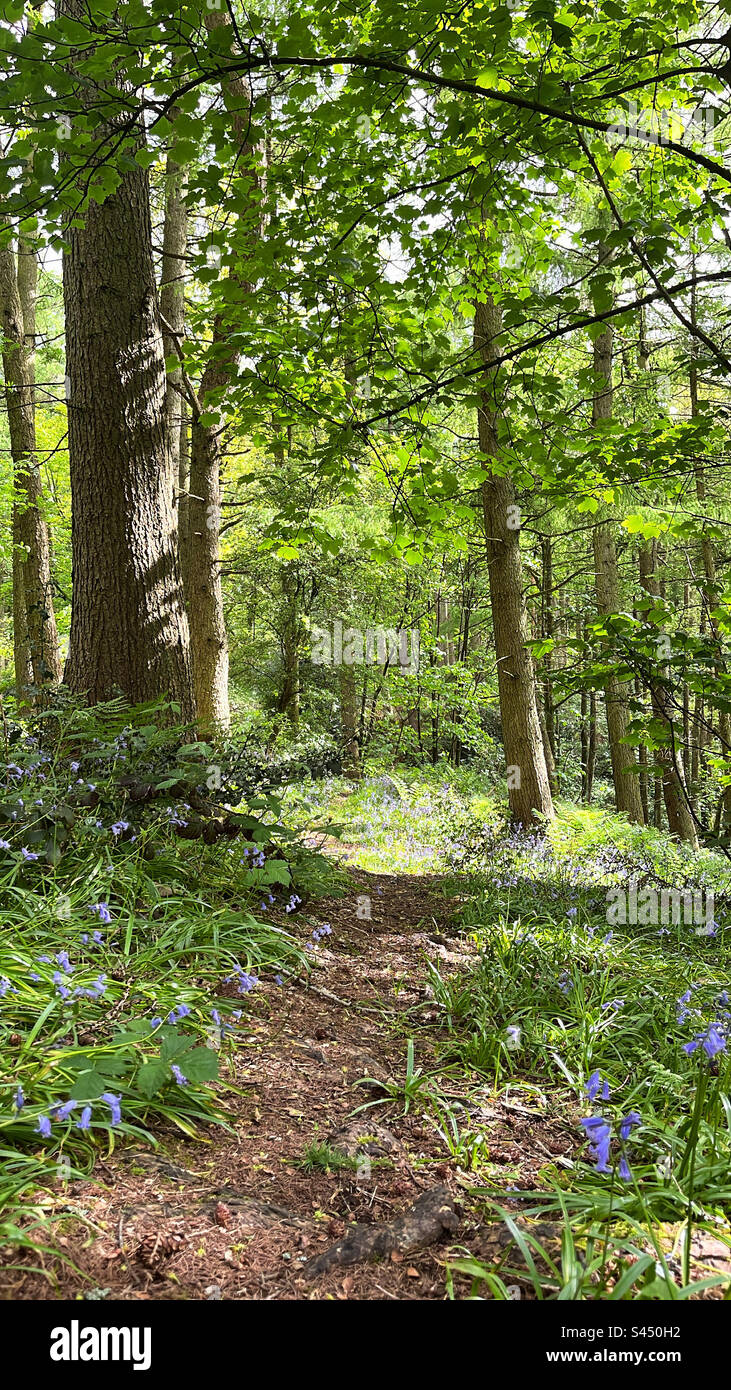 Enchanted woods hi-res stock photography and images - Alamy