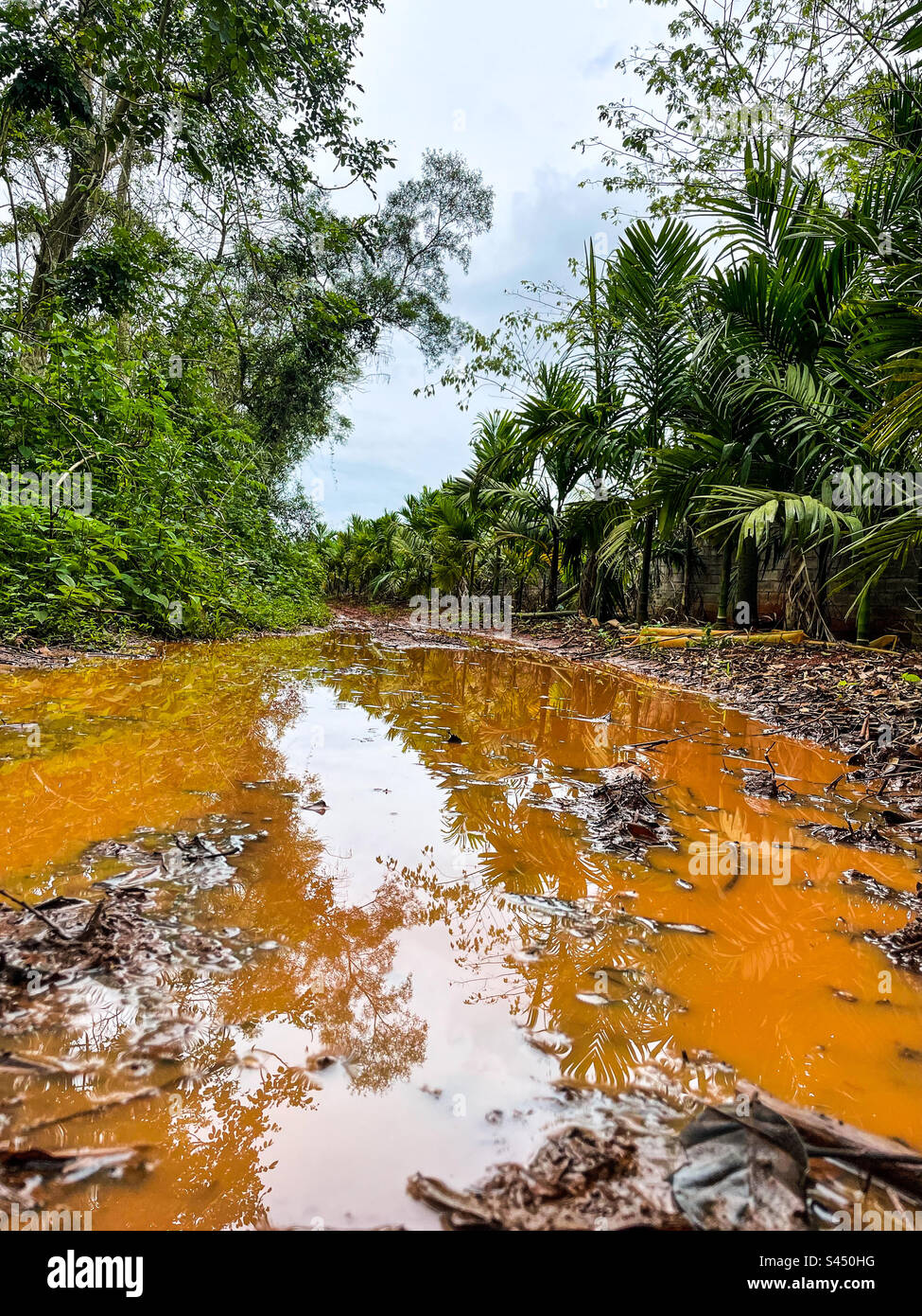 Water beetle mud hi-res stock photography and images - Alamy