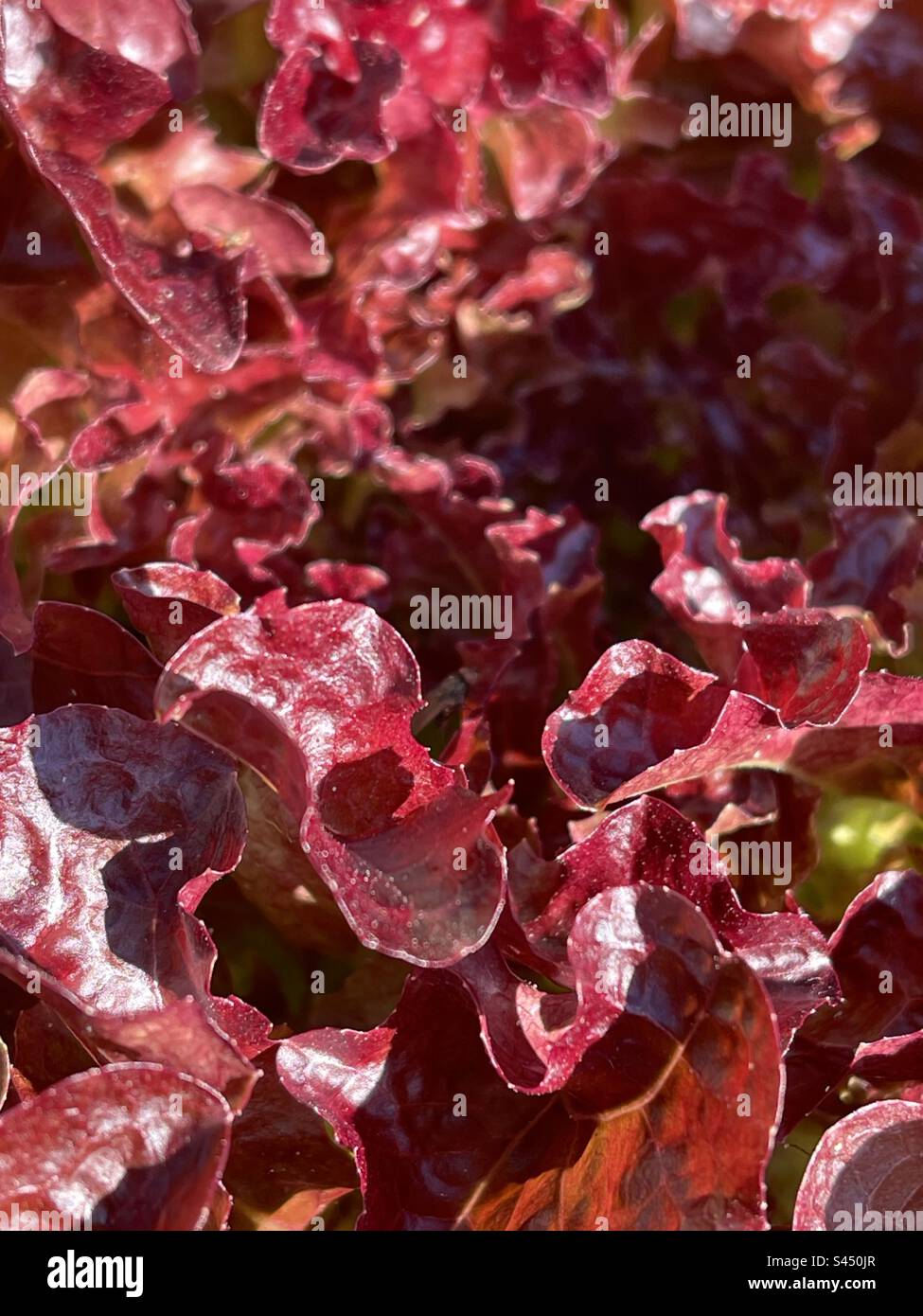 Red lettuce (rucola Stock Photo - Alamy