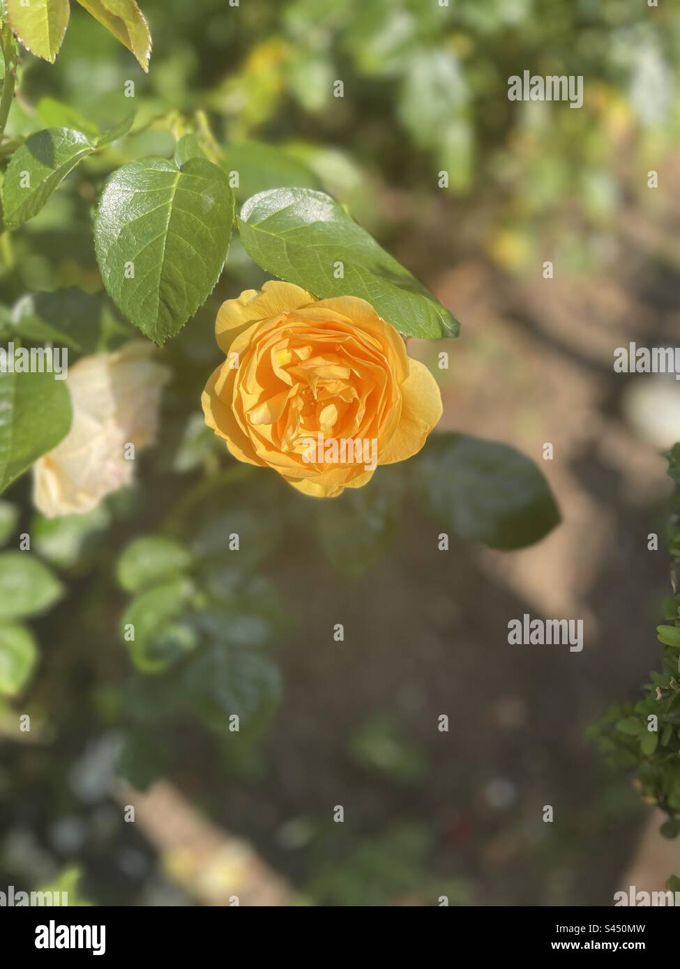 Budding rose hi-res stock photography and images - Alamy