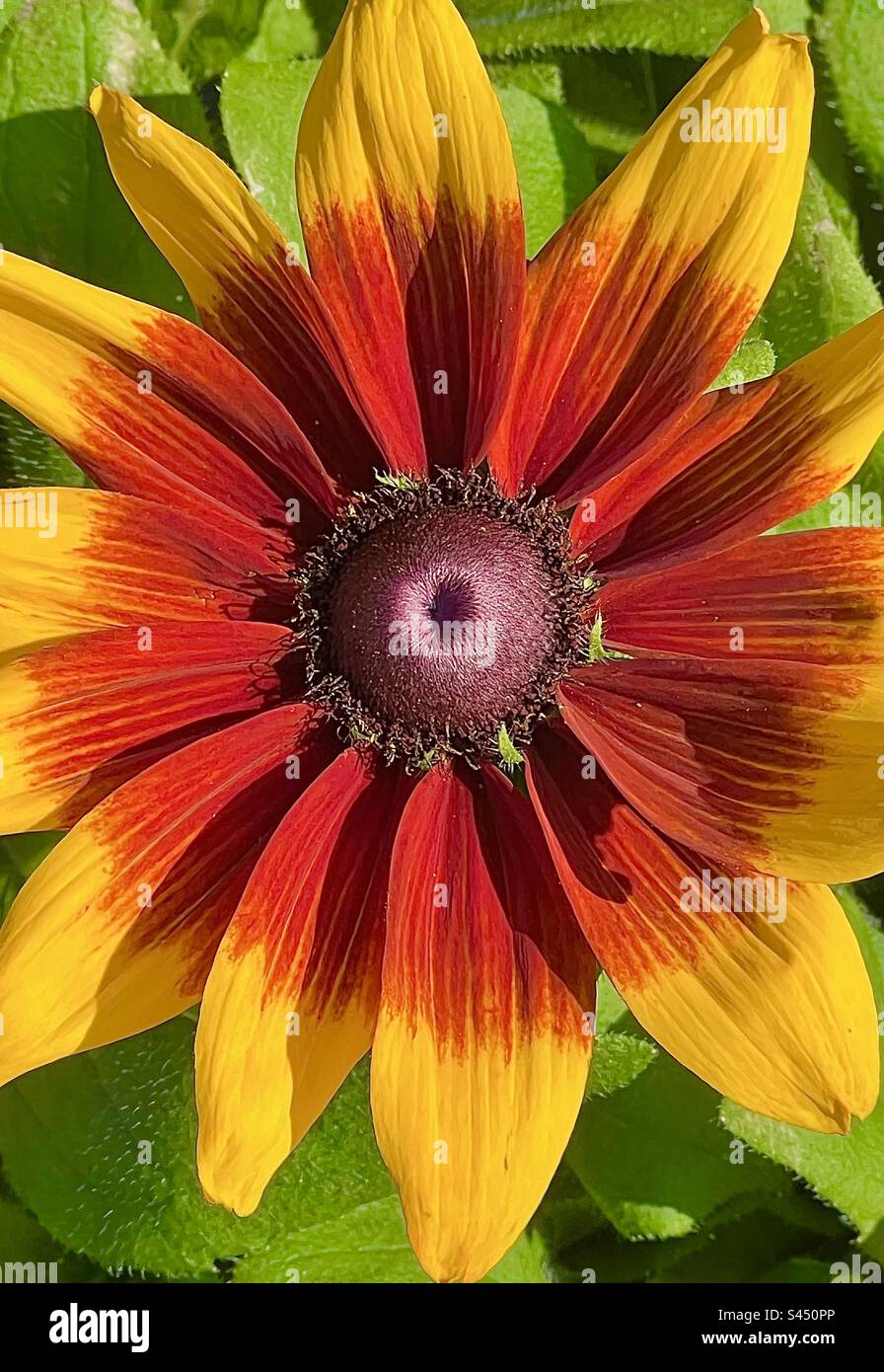 Toned flower hi-res stock photography and images - Alamy