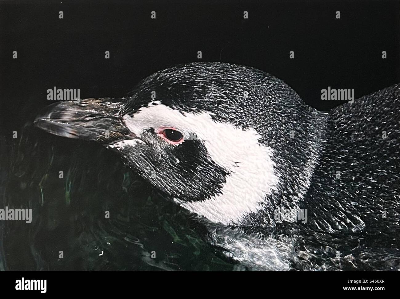 Penguin, flightless bird, southern hemisphere Stock Photo - Alamy