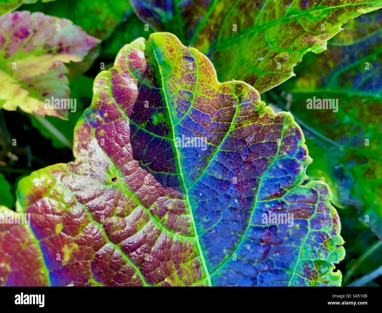 Pretty colorful hi-res stock photography and images - Alamy