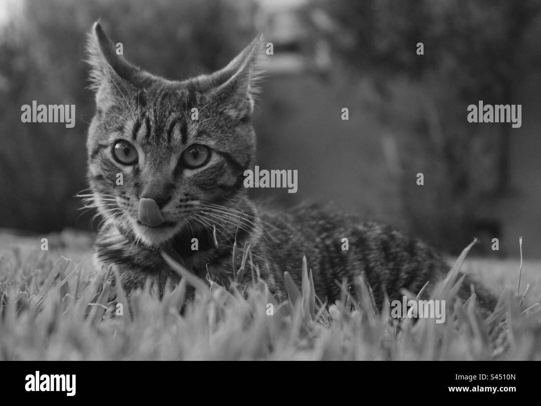 Tabbycat hi-res stock photography and images - Alamy