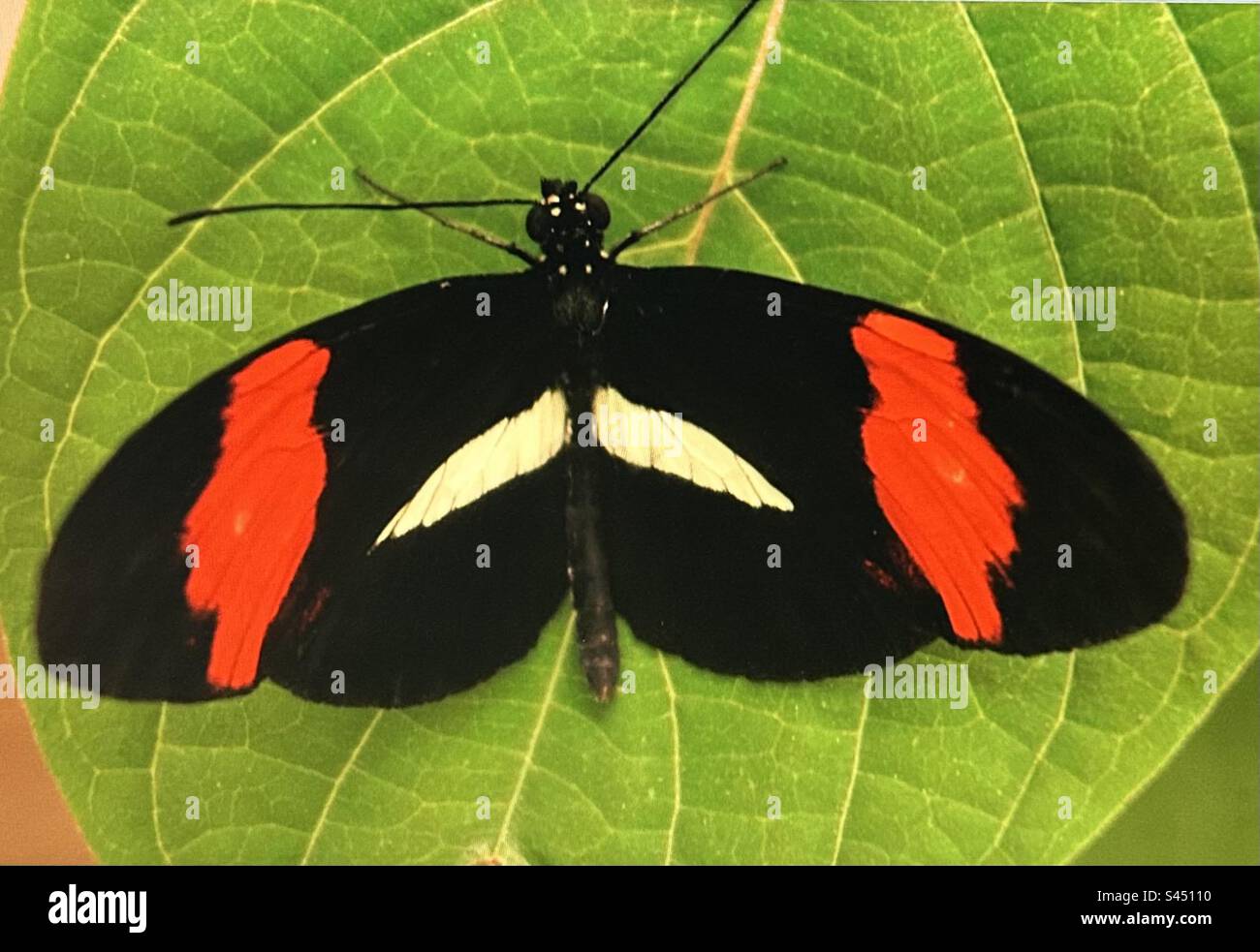 Patterns in nature, Heliconius erato, red postman, butterfly, insect ...