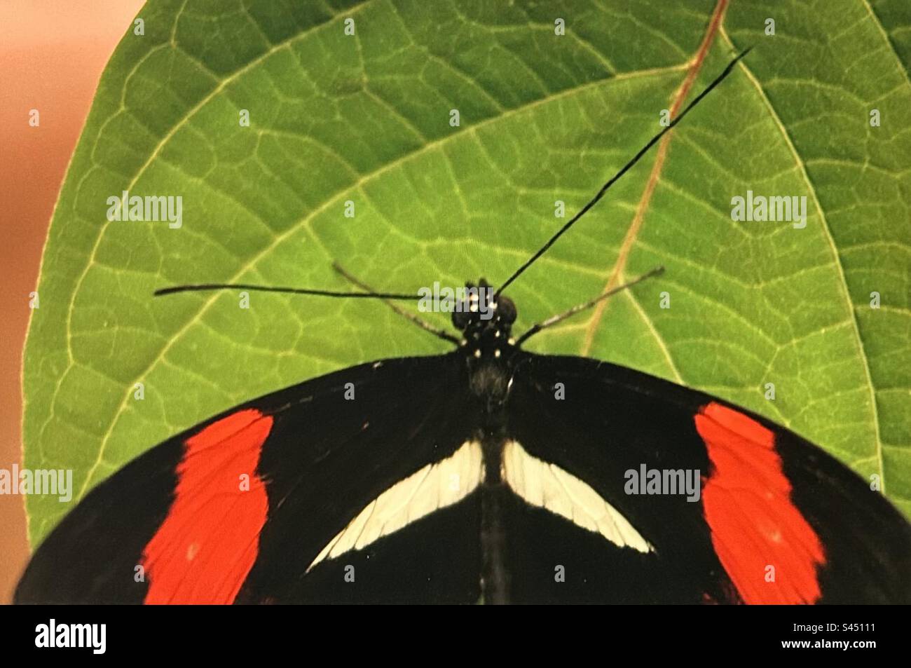 Patterns in nature, Heliconius erato, red postman, butterfly, insect ...