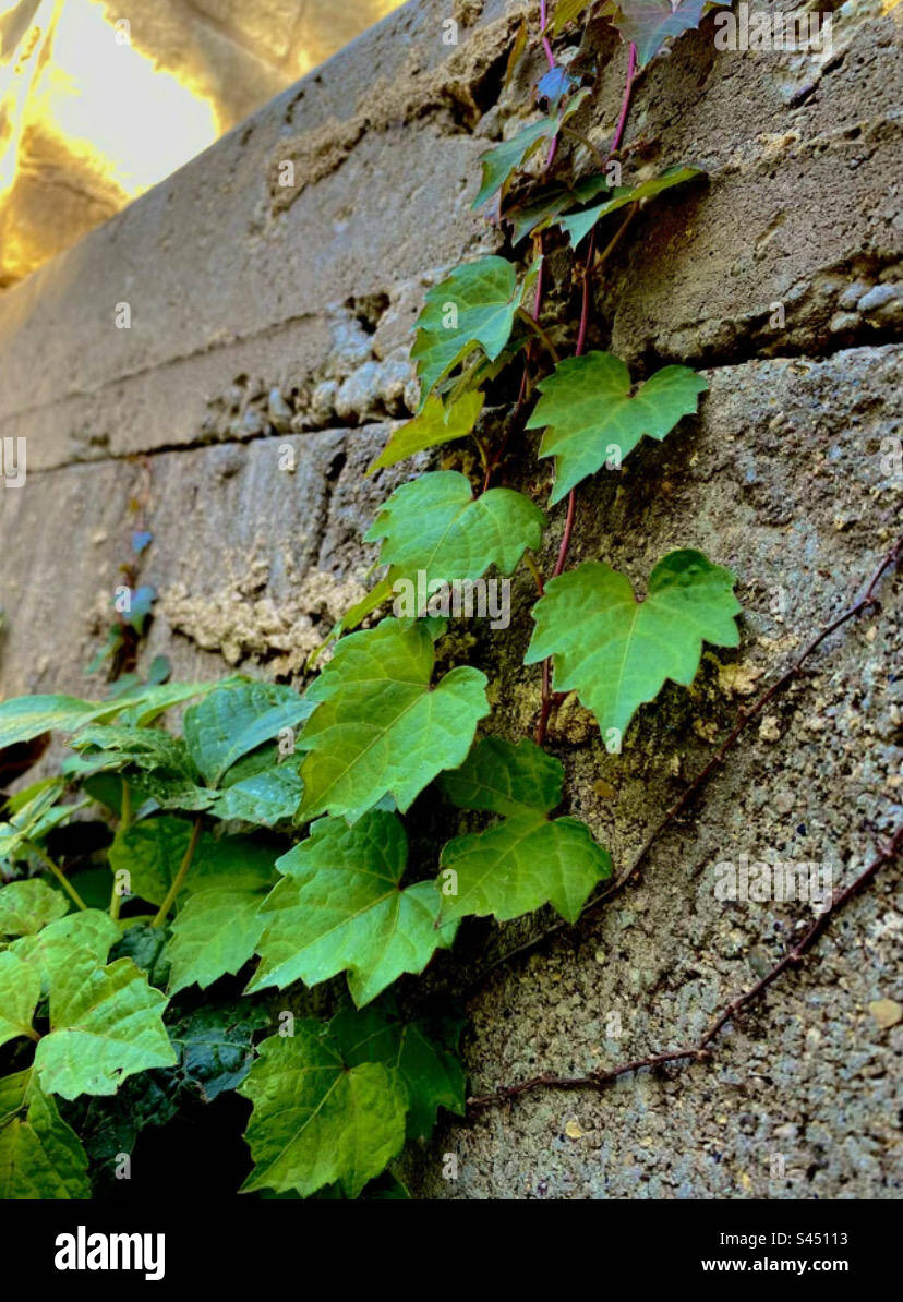 Ivy growing up side of wall hi-res stock photography and images - Alamy