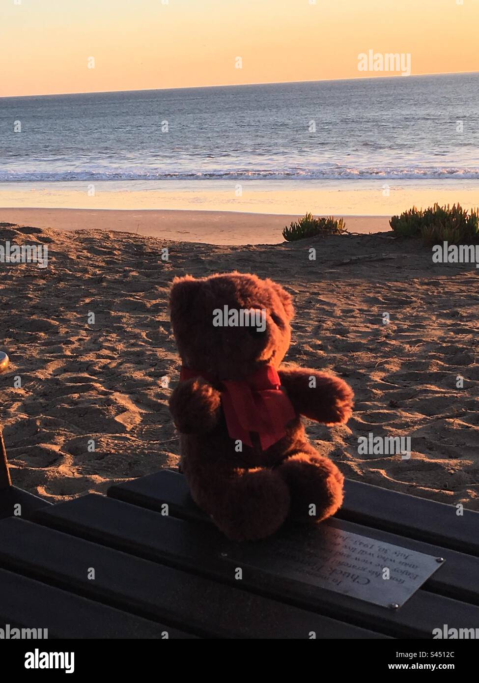 Teddy bear beach hi-res stock photography and images - Alamy
