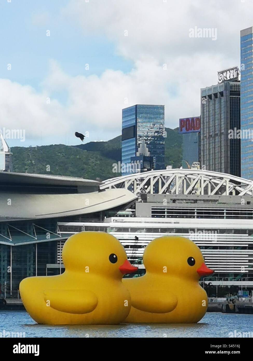 The Rubber Ducks floating exhibit in Victoria harbour by Tamar park in ...